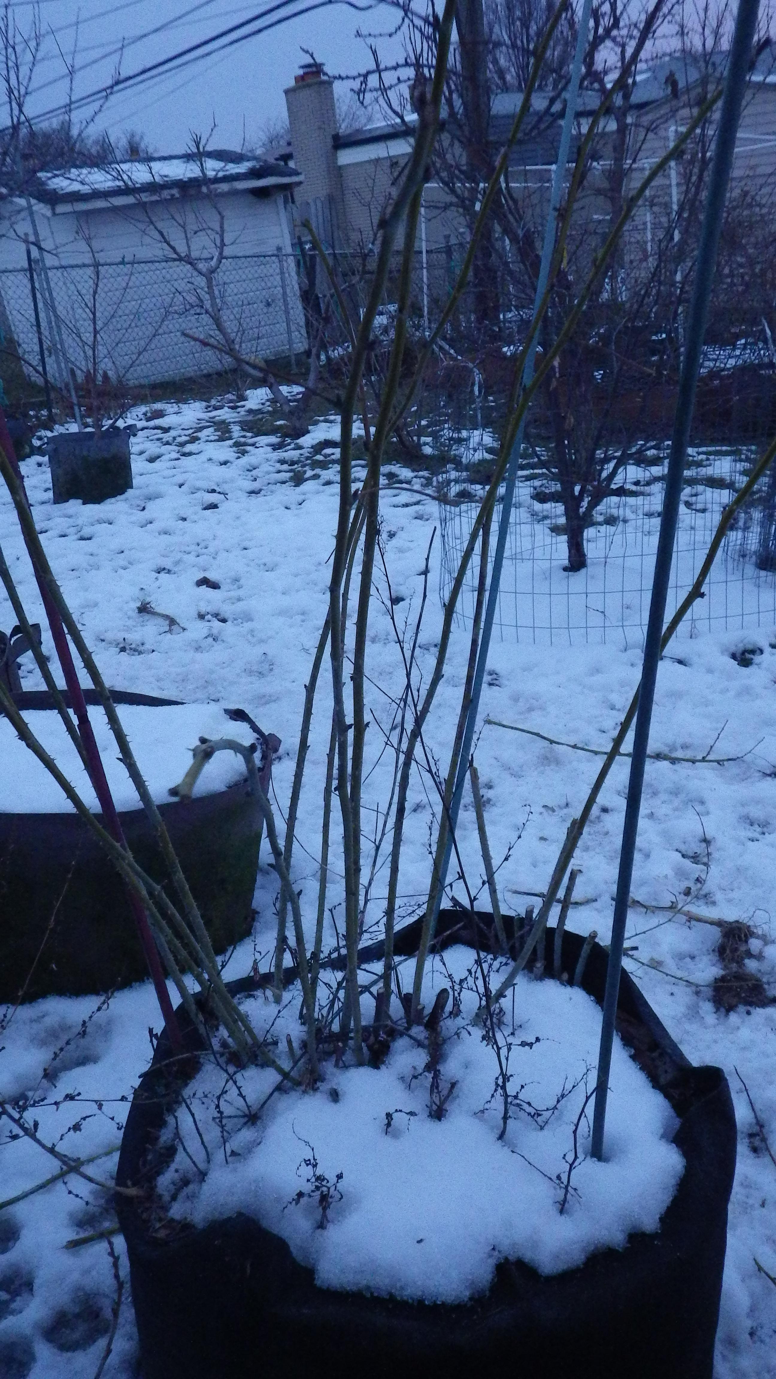 Rubus Breeding - Page 5 - General Fruit Growing - Growing Fruit