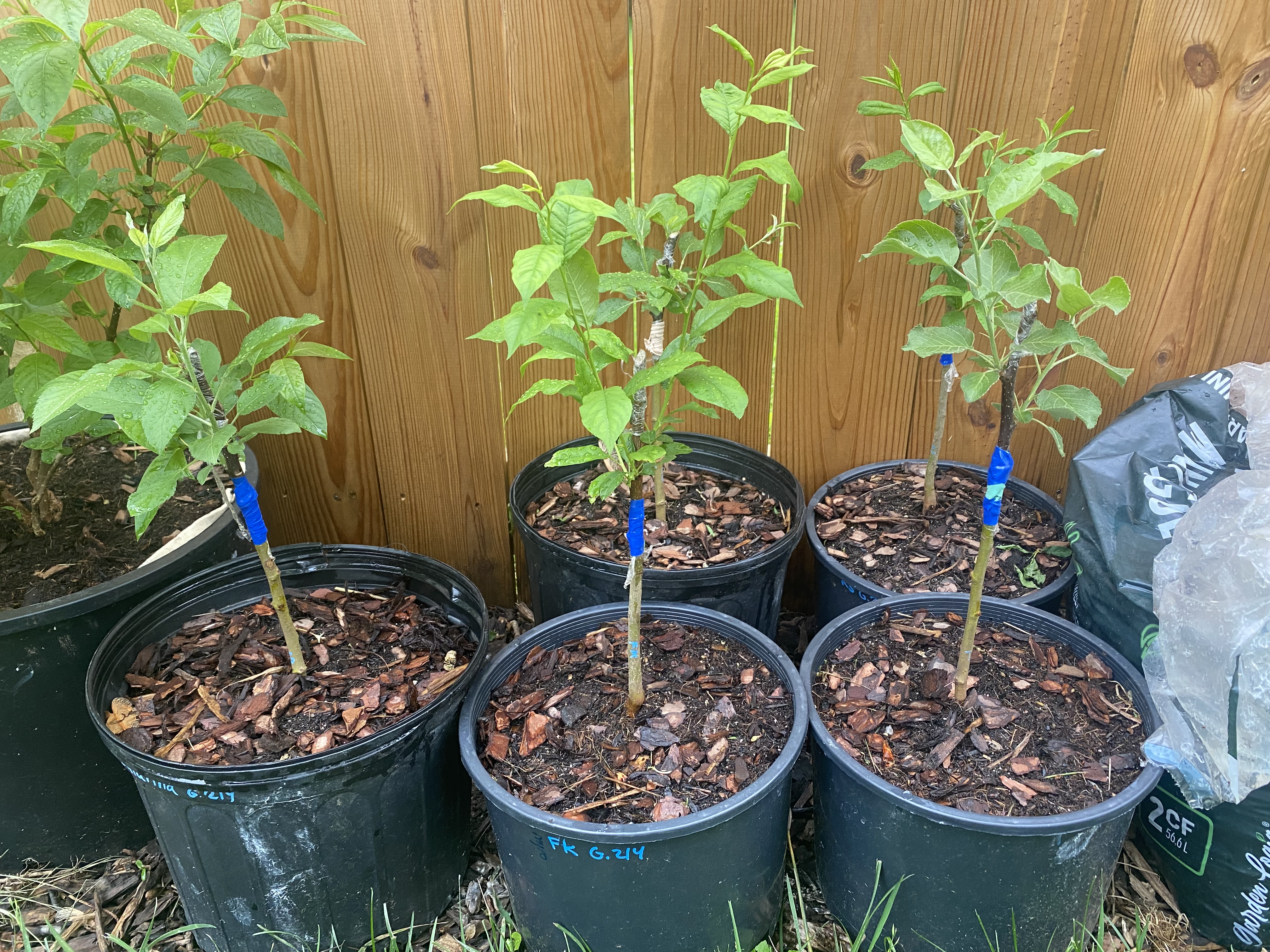 Bench grafting, mini trees - General Fruit Growing - Growing Fruit