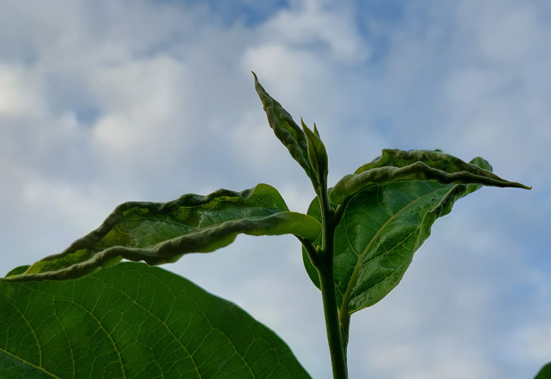 Persimmon Psyllids in New England 2023 - Page 2 - General Fruit Growing ...