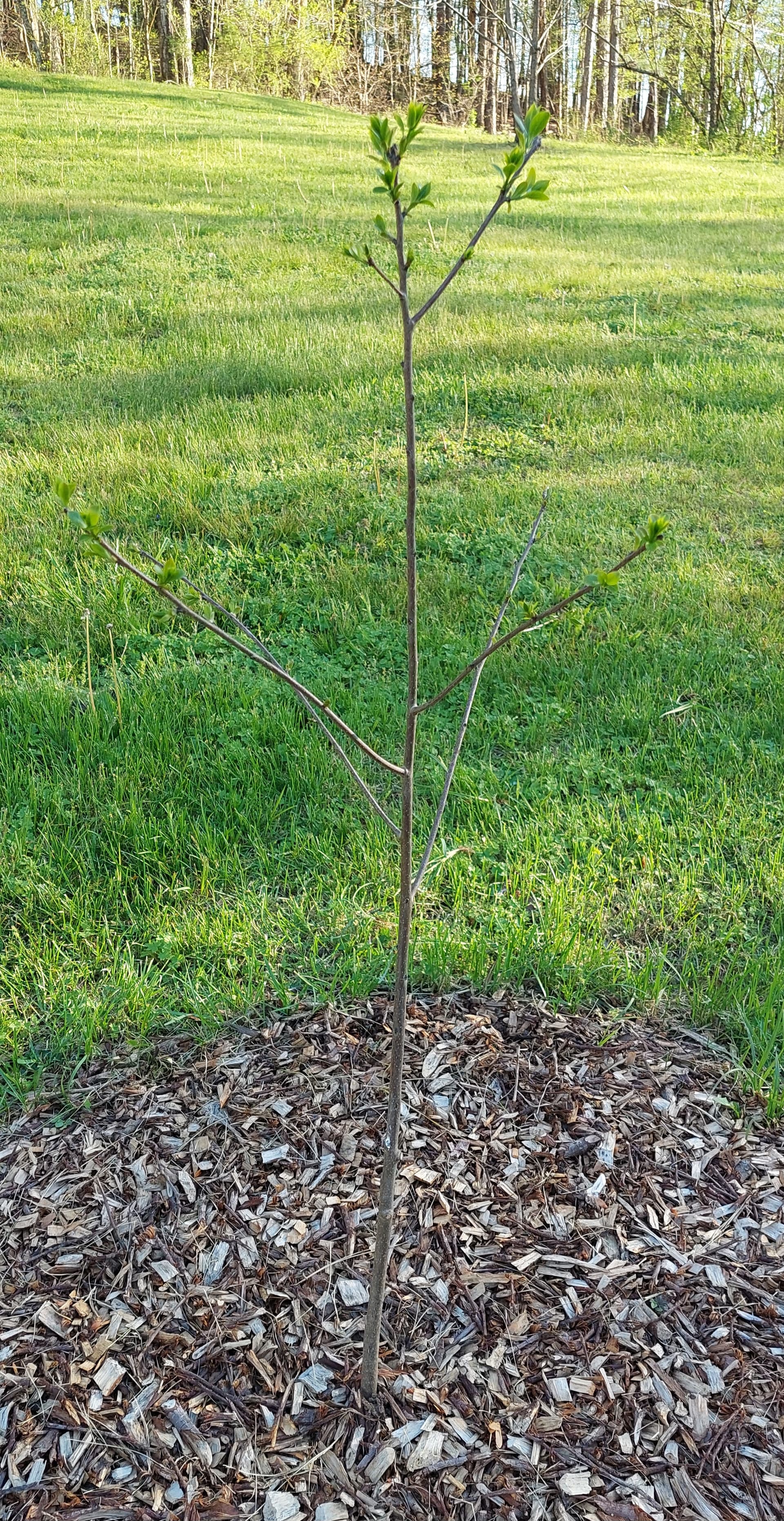 Wild DV Persimmon transplant and graft - General Fruit Growing ...