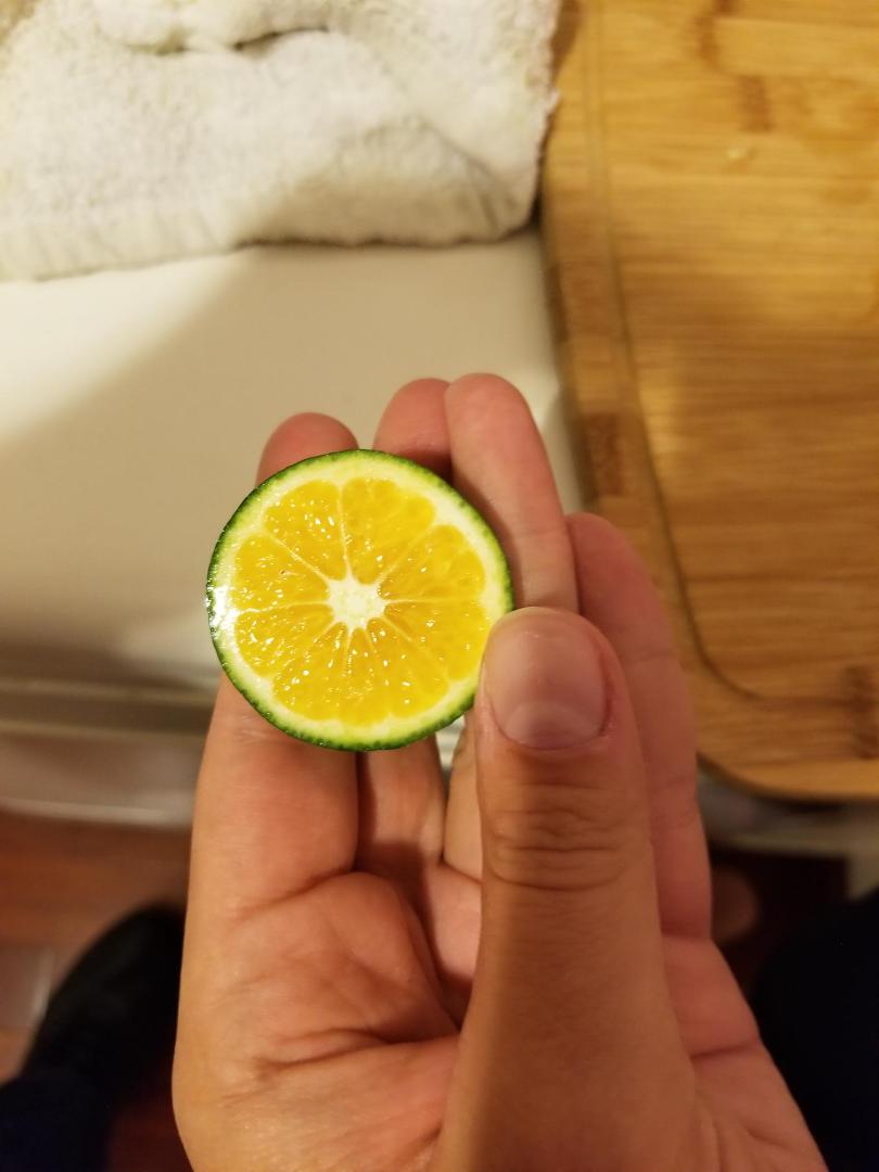 What Do Ripe Key Limes Look Like General Fruit Growing Growing Fruit What Do Ripe Key Limes Look Like General Fruit Growing Growing Fruit