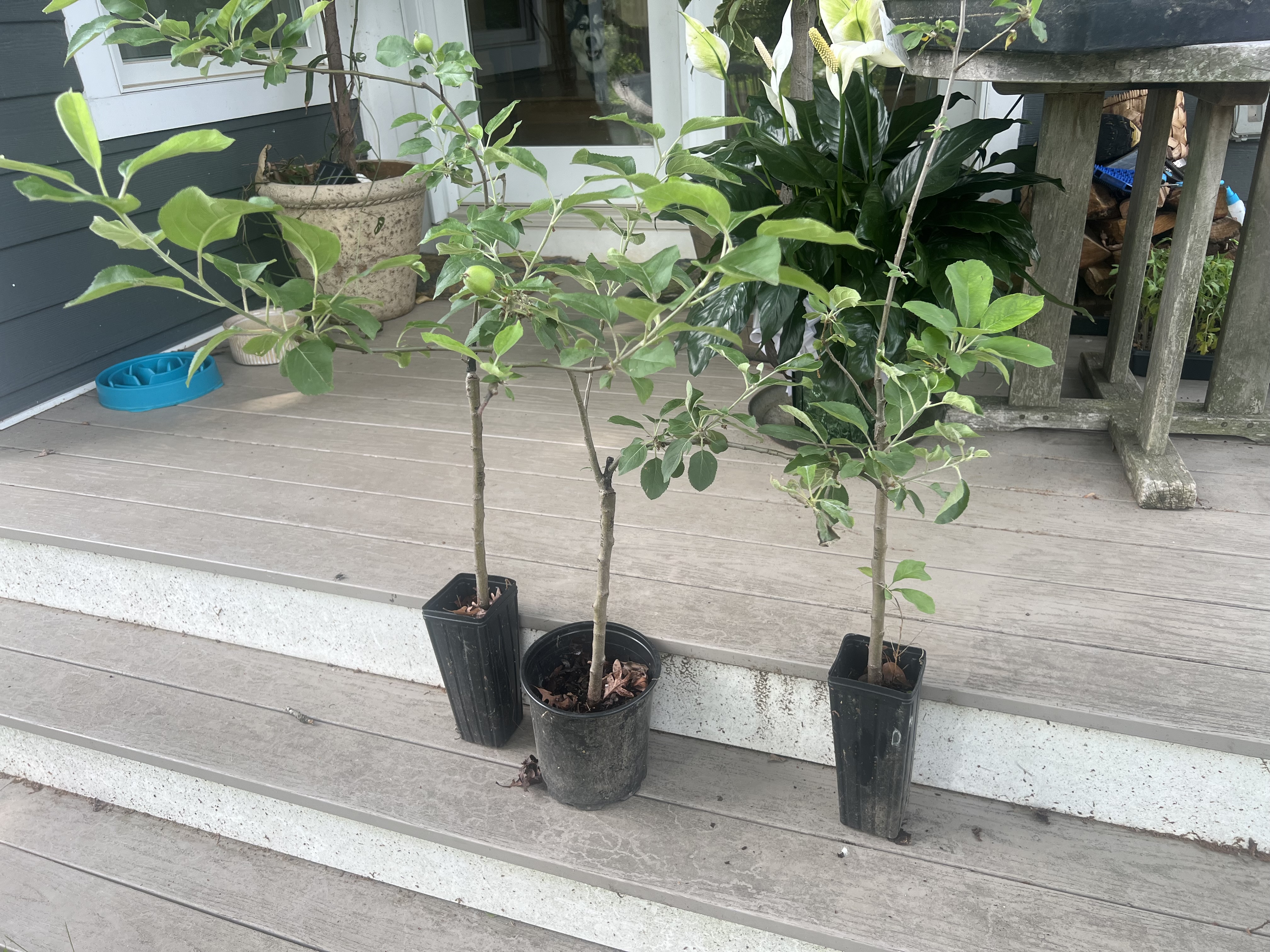 Bench grafting, mini trees - General Fruit Growing - Growing Fruit