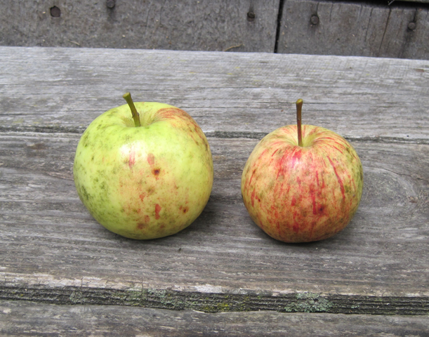 Nutting Bumpus apple - General Fruit Growing - Growing Fruit