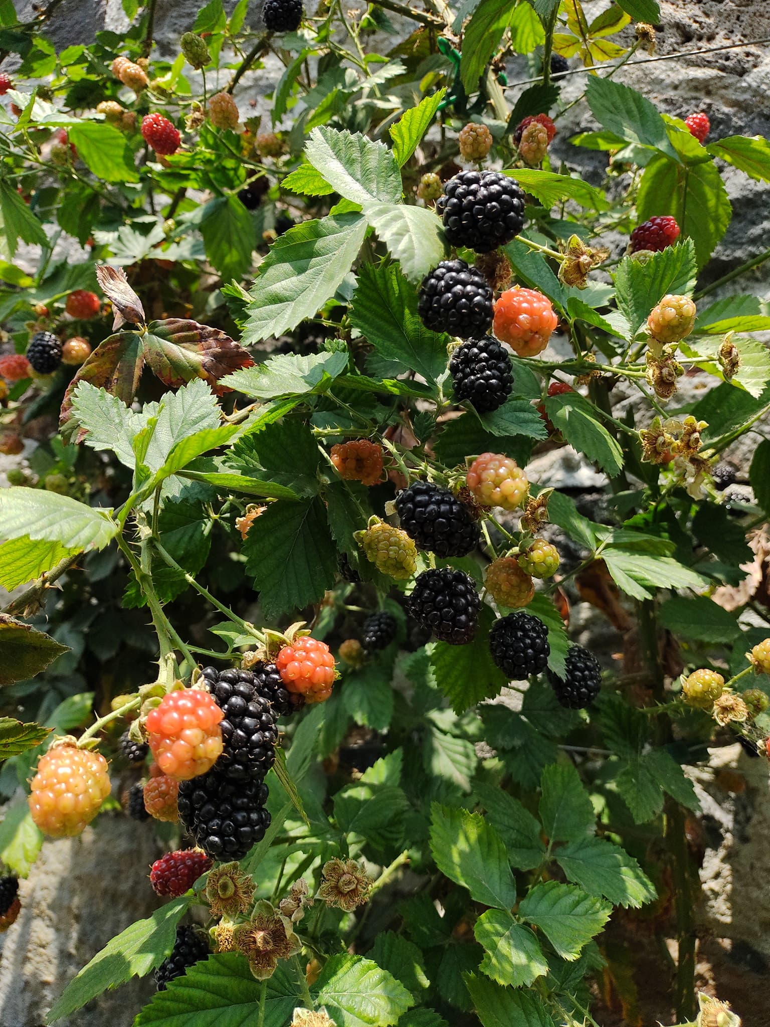 Recommendations for upright blackberry varieties - General Fruit ...
