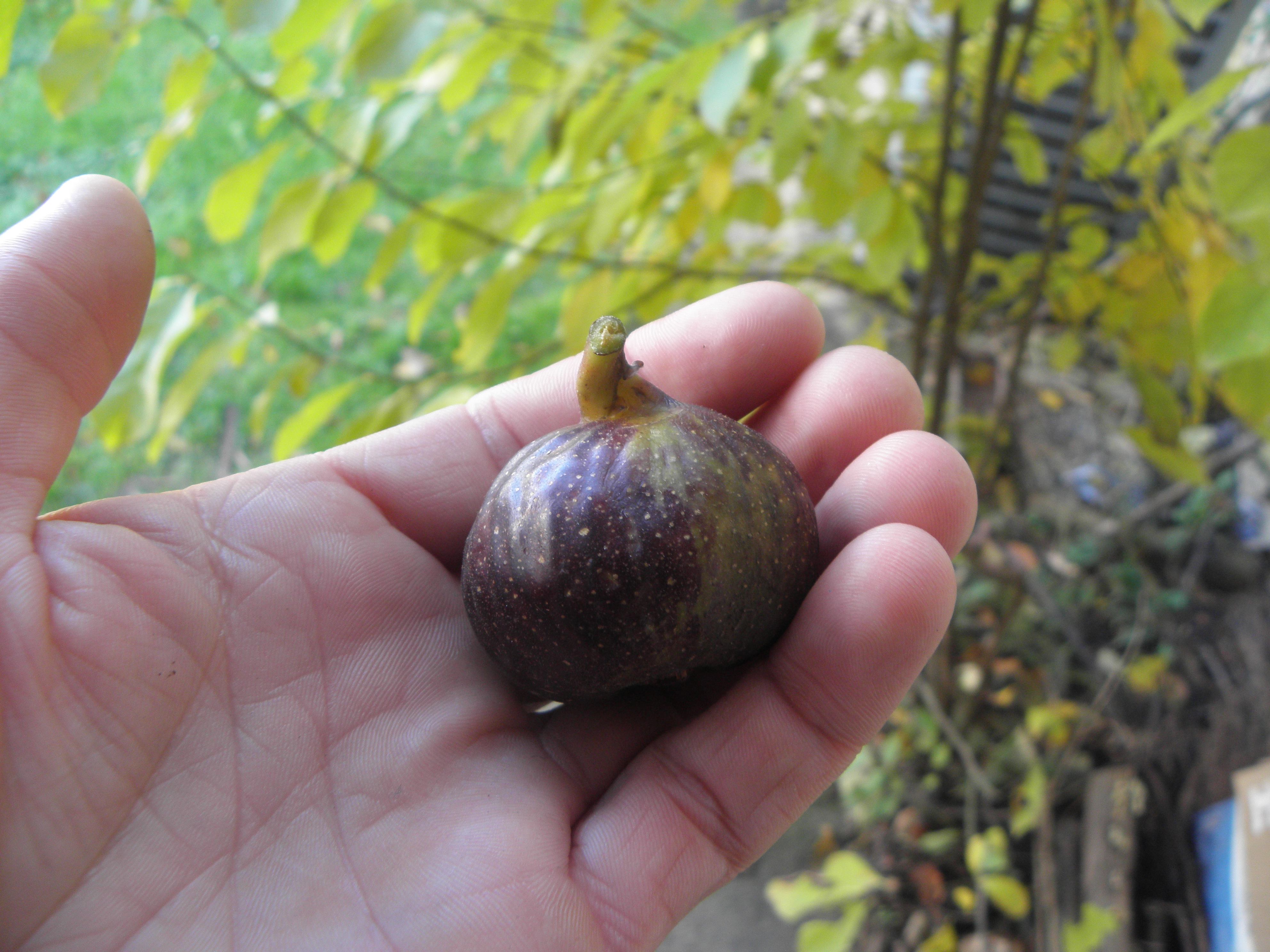 persistent caprifigs