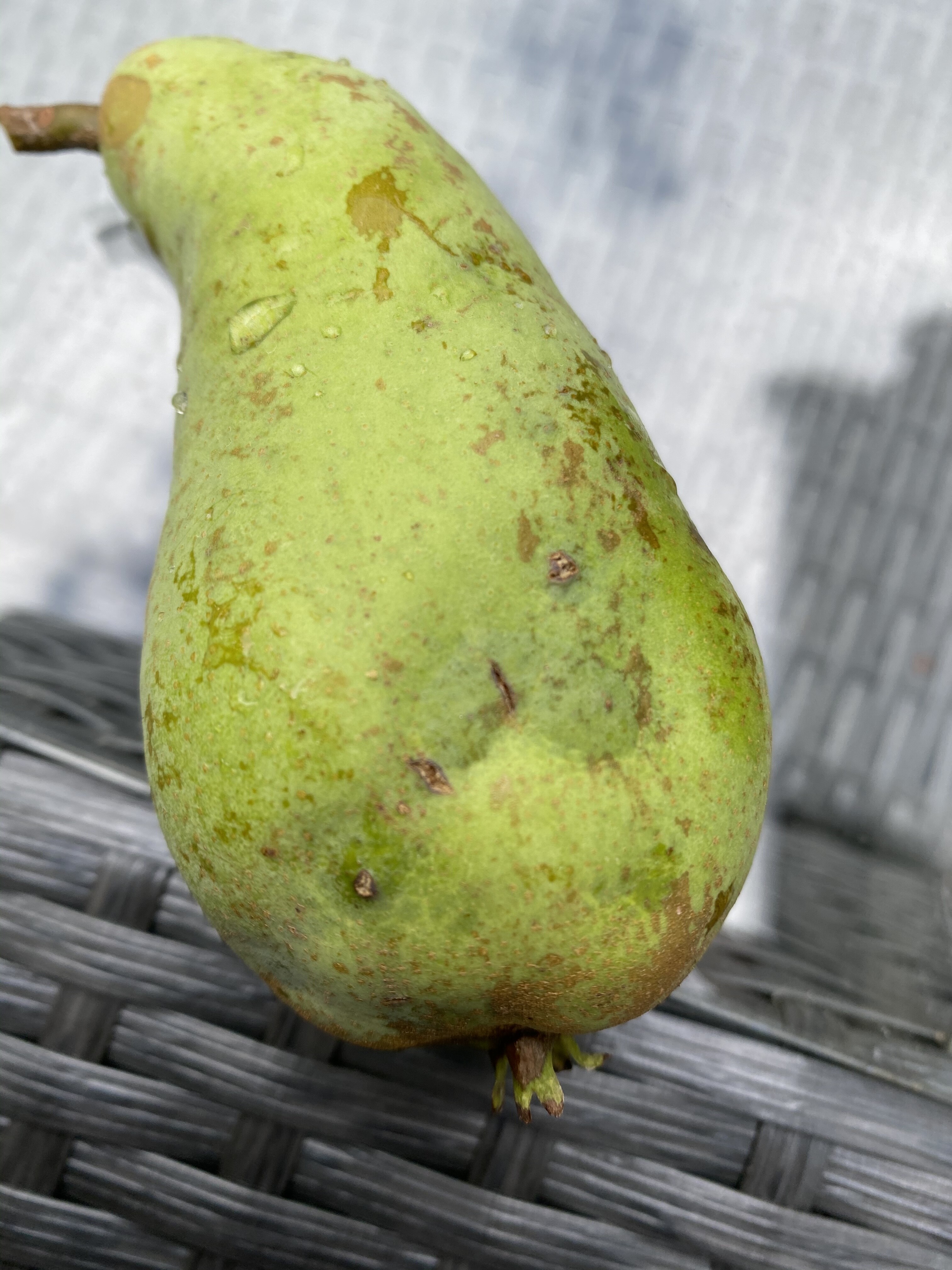 Pear disease and Insect identification - Page 2 - General Fruit Growing ...