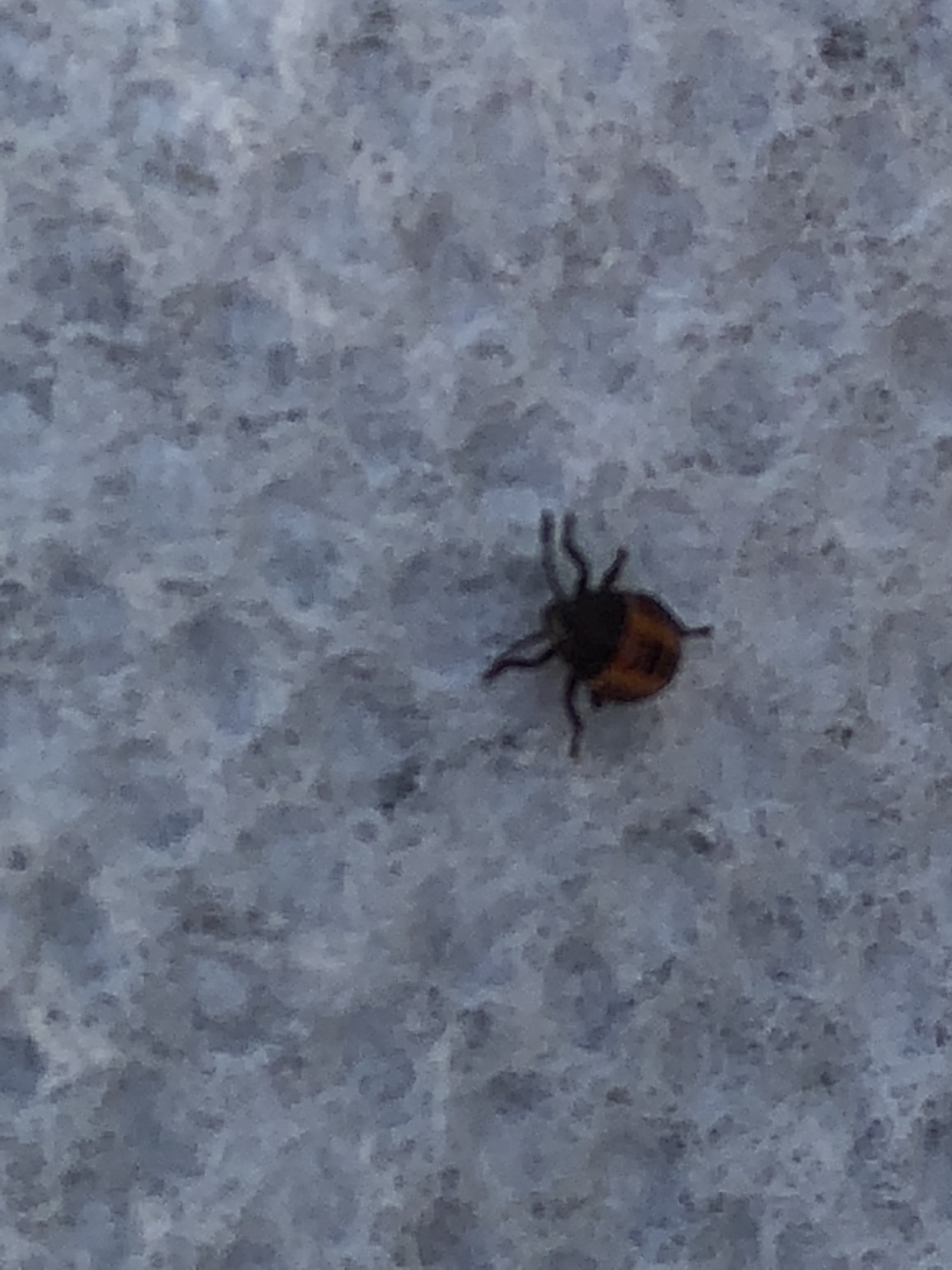 Egg sac and bug id help - General Gardening - Growing Fruit