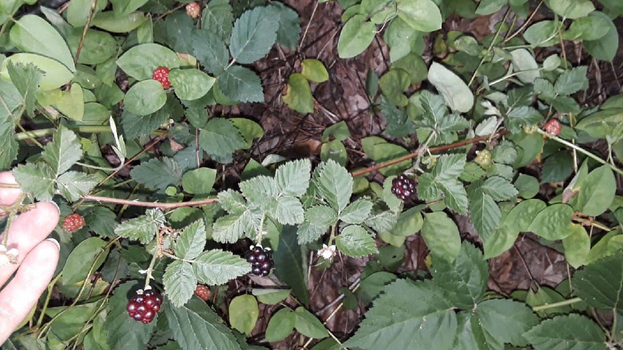 Rubus leucodermis vs rubus occidentalis (black raspberries) - General ...