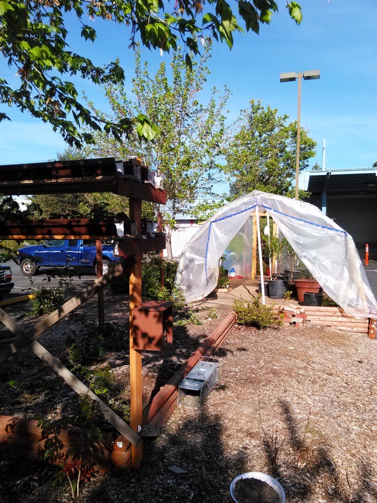 My Indoor Orchard - Pictures! - Growing Fruit