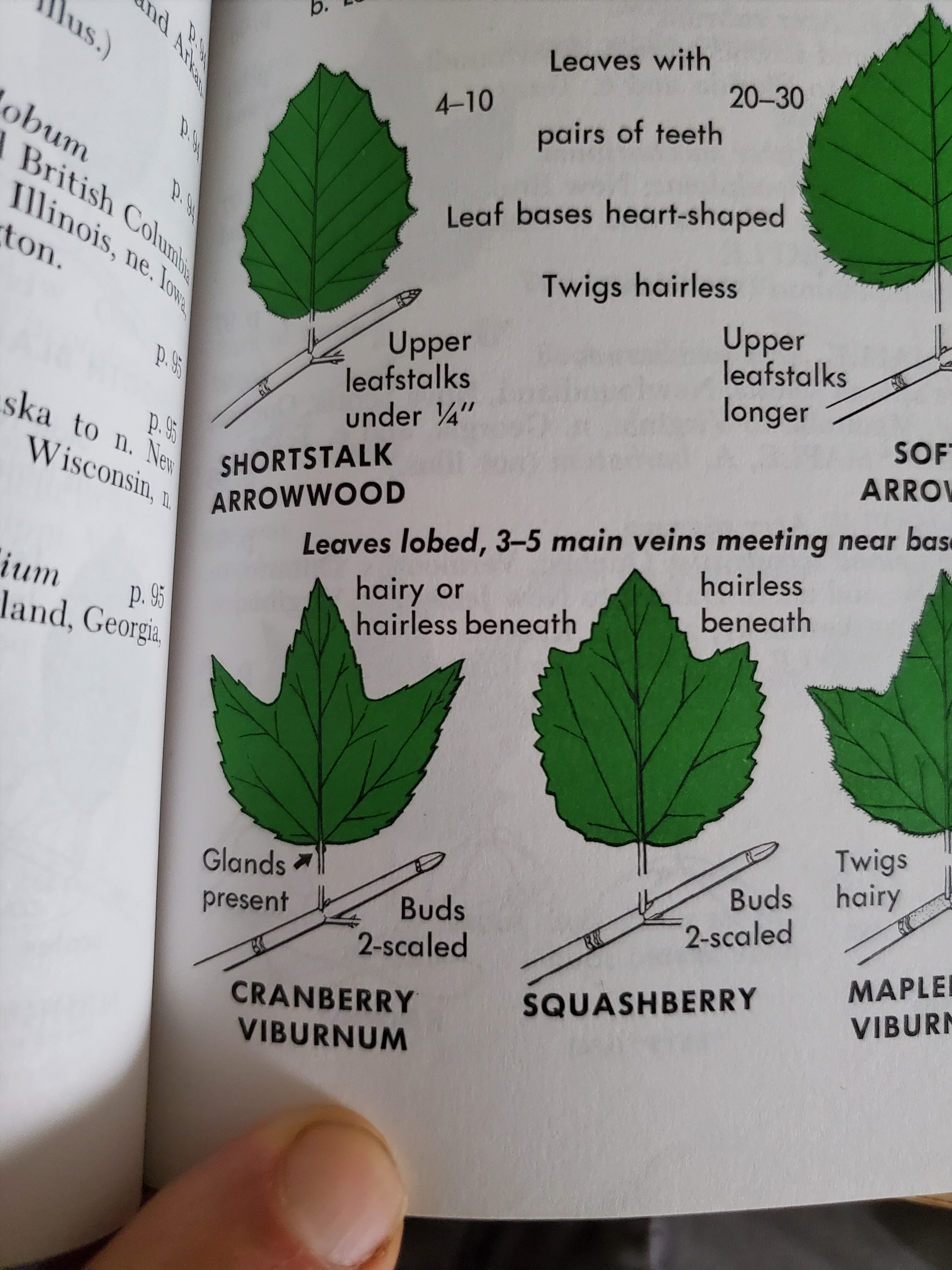 lowbush cranberry native range
