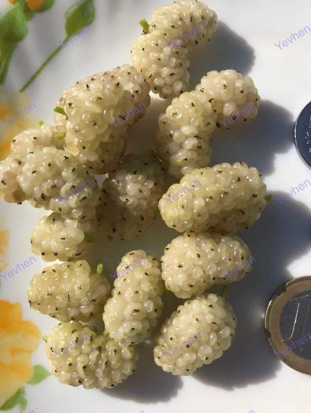 Mulberry collection - Pictures! - Growing Fruit