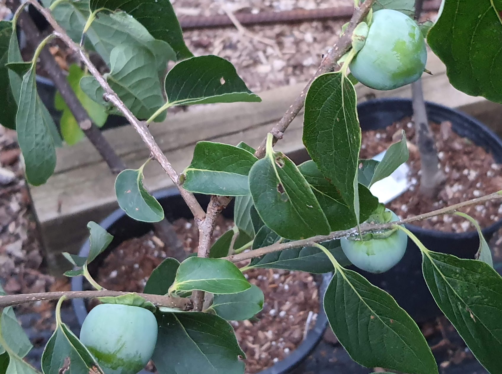 Persimmons 2021 - General Fruit Growing - Growing Fruit