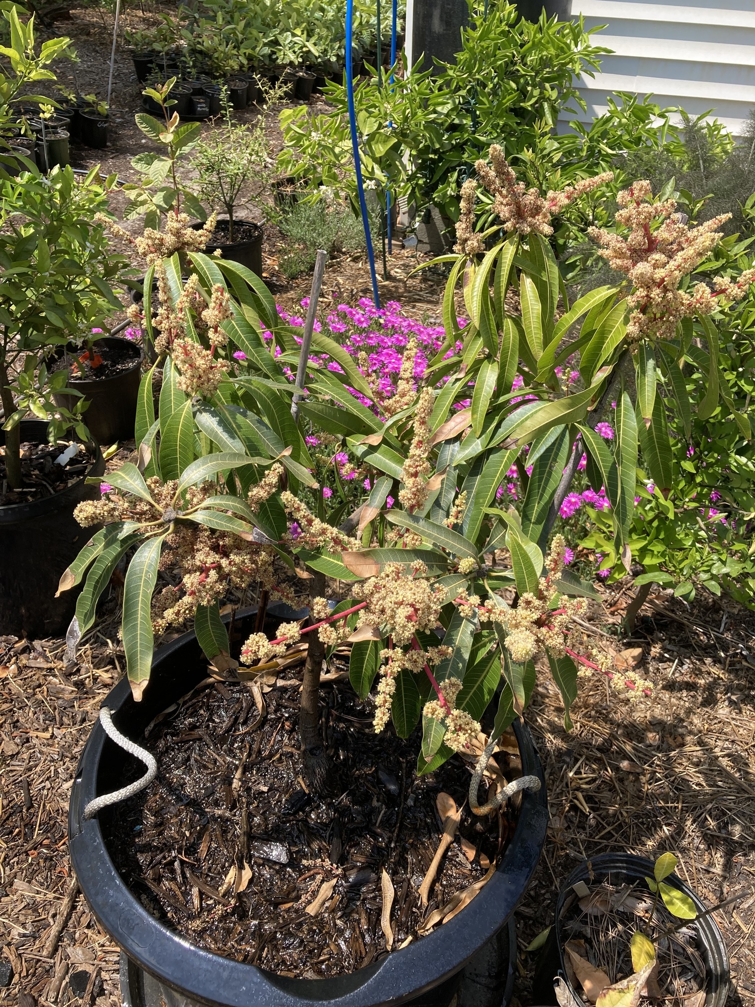 Mango trees in containers - Page 4 - General Fruit Growing - Growing Fruit