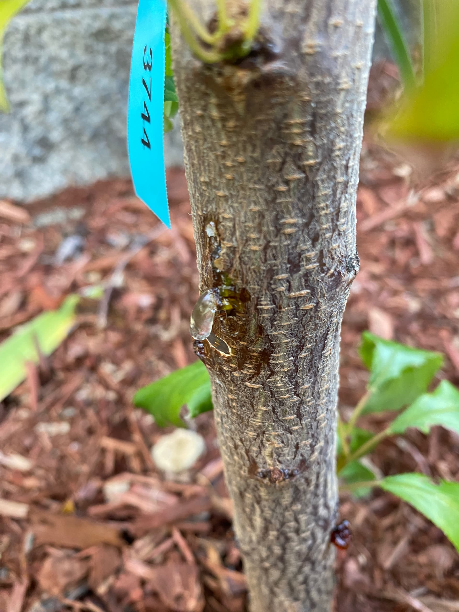 Flavor Punch Pluerry - General Fruit Growing - Growing Fruit