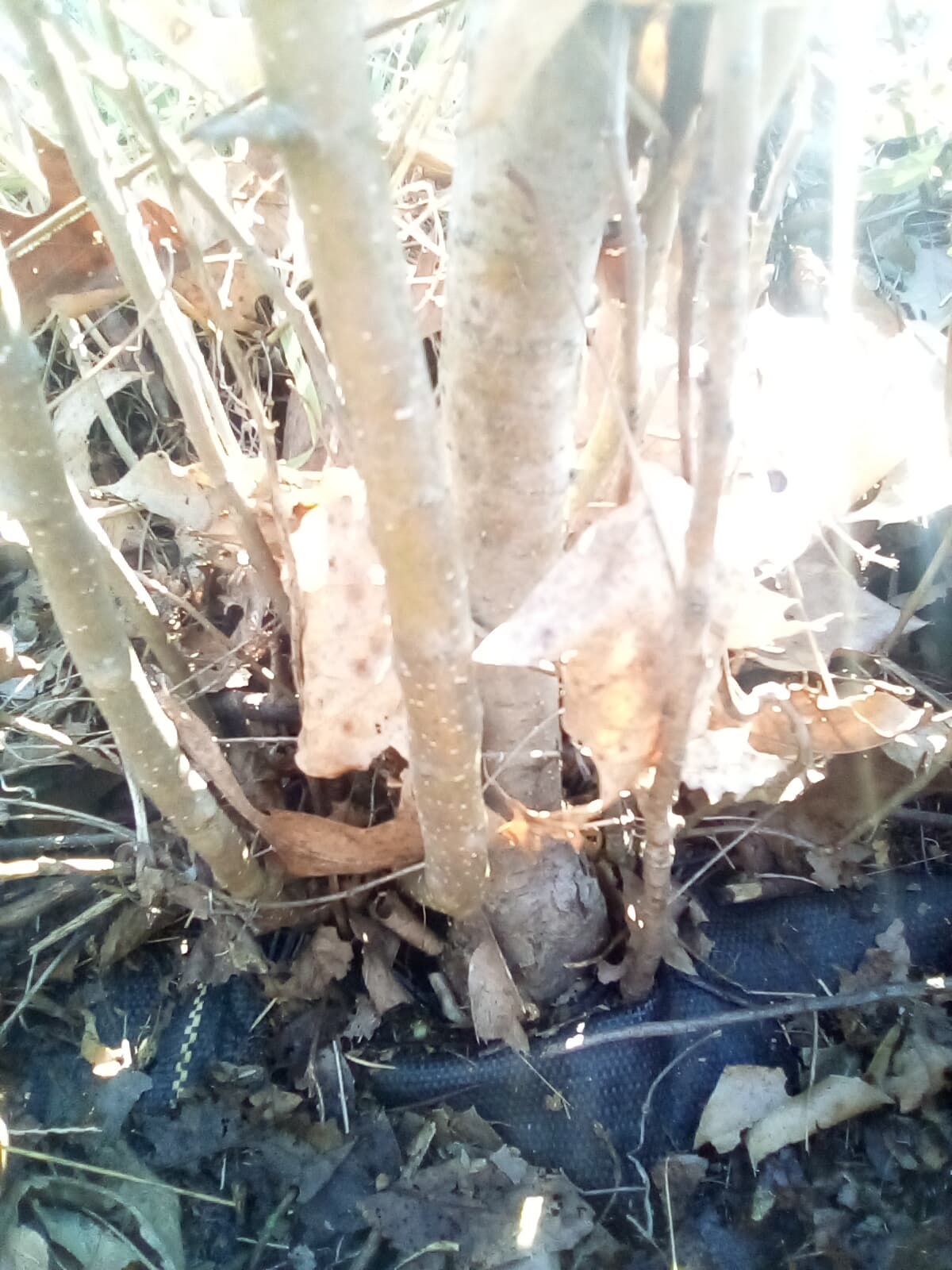Why would M111 produce stunted trees? - General Fruit Growing - Growing ...