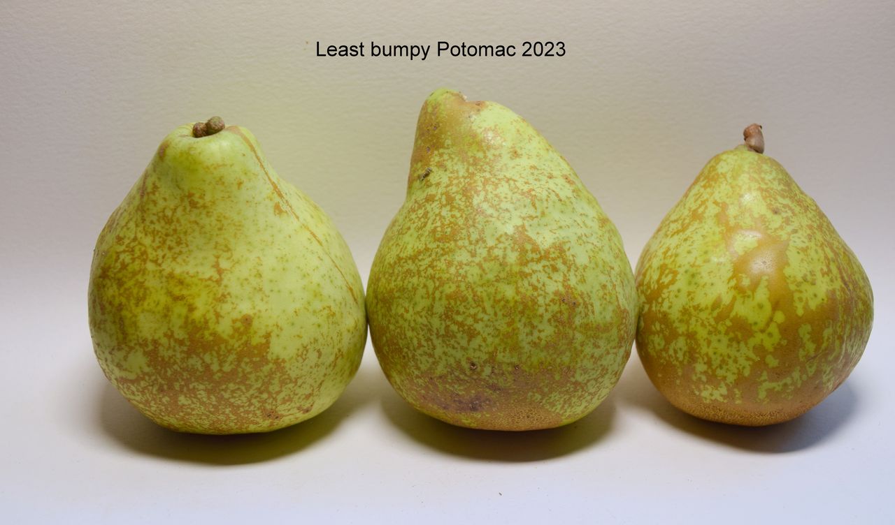 pyriform fruit
