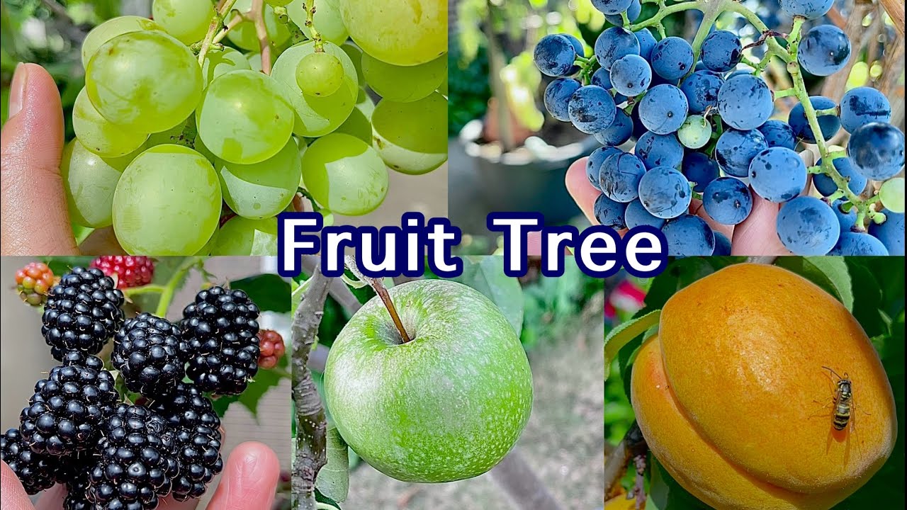 Video tour of my driveway orchard - General Fruit Growing - Growing Fruit