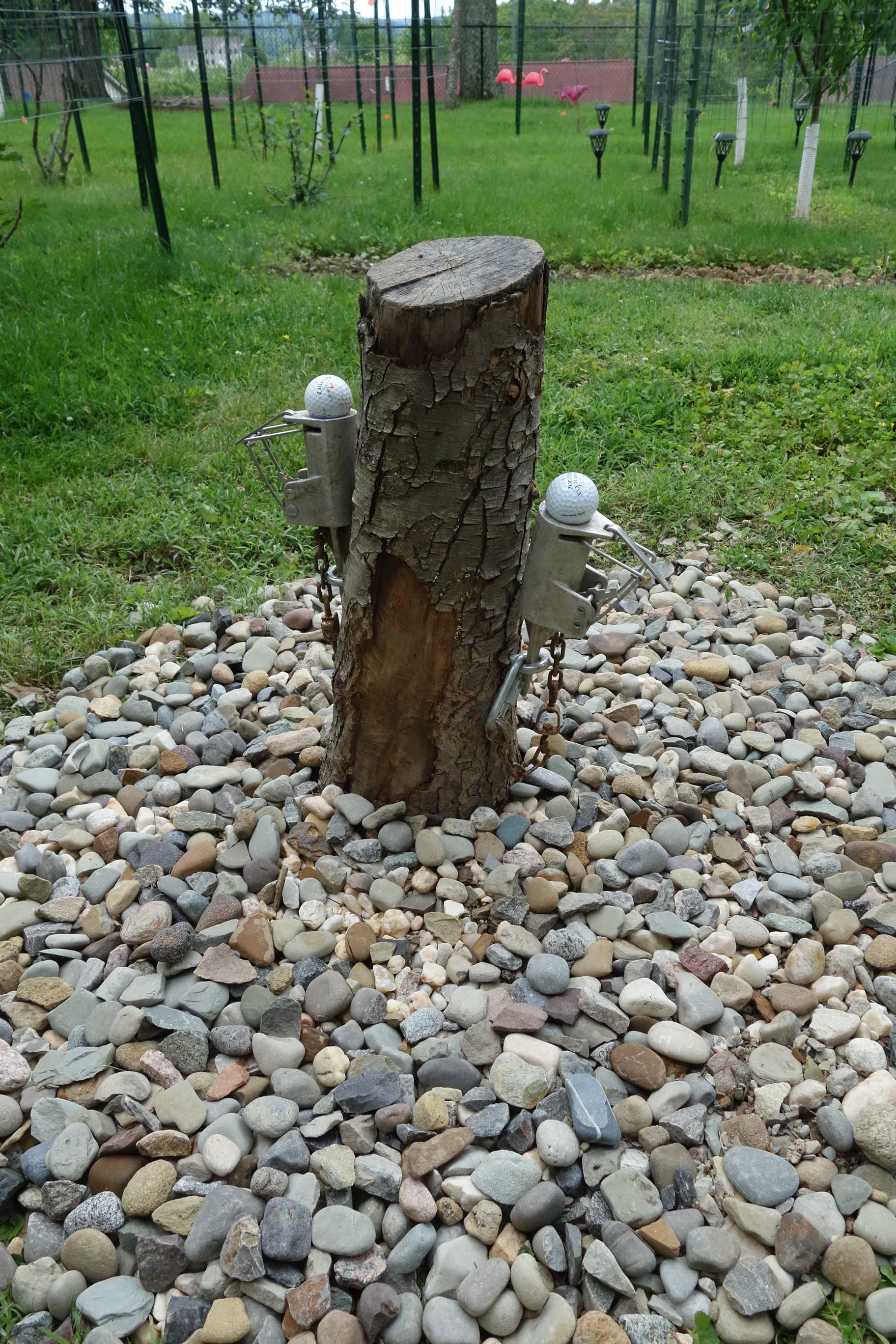 Good way to weatherproof coon traps - General Gardening - Growing Fruit