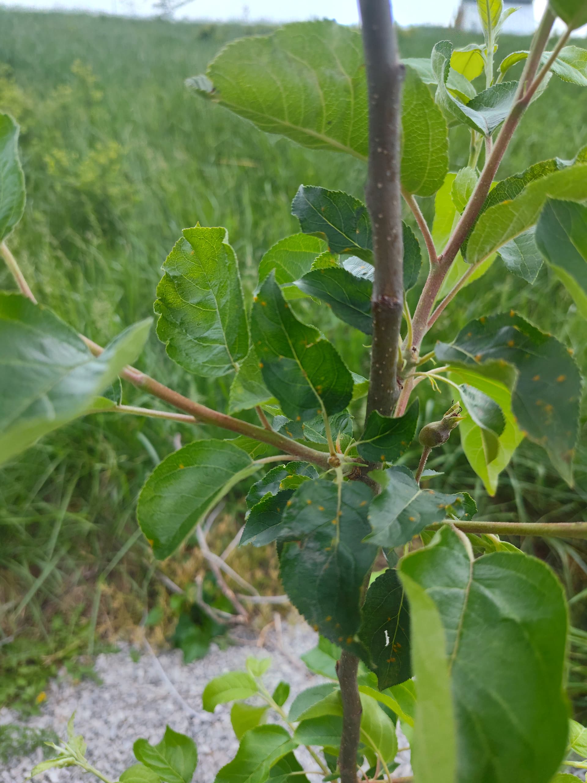 Young apple tree training. A Study of the Framework of the Apple Tree ...