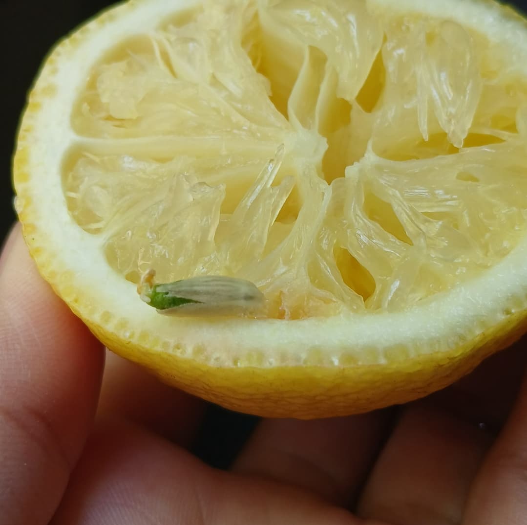 The lemon seed grows inside the fruit itself - General Fruit Growing ...