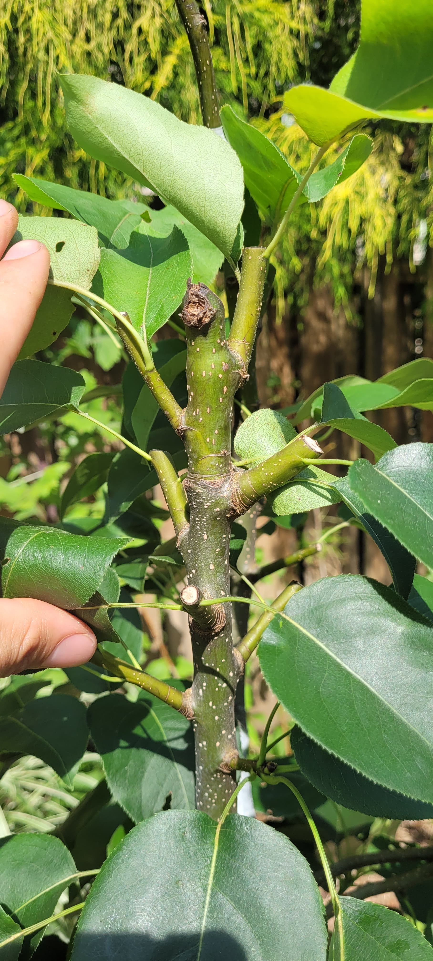 Lorrette summer pruning experiment - General Fruit Growing - Growing Fruit