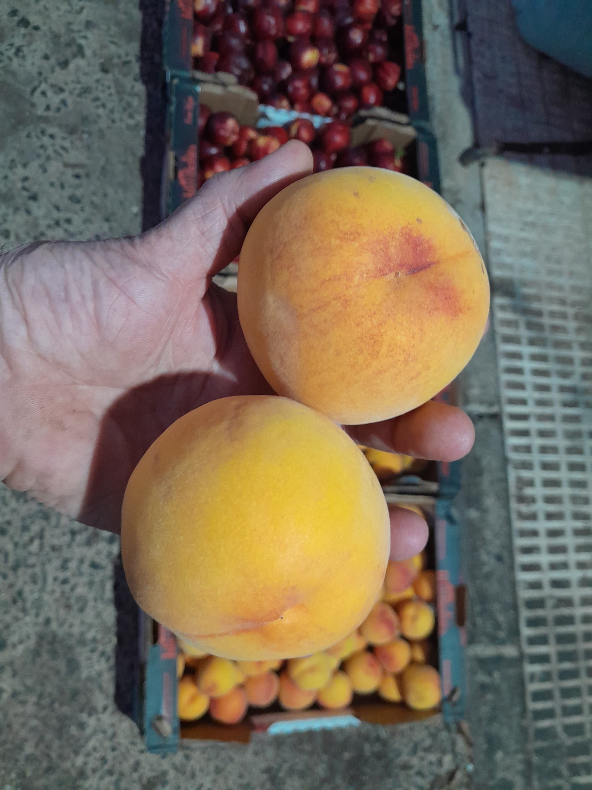 SMS Unlimited Yellowstone-4 canning peach type - General Fruit Growing ...