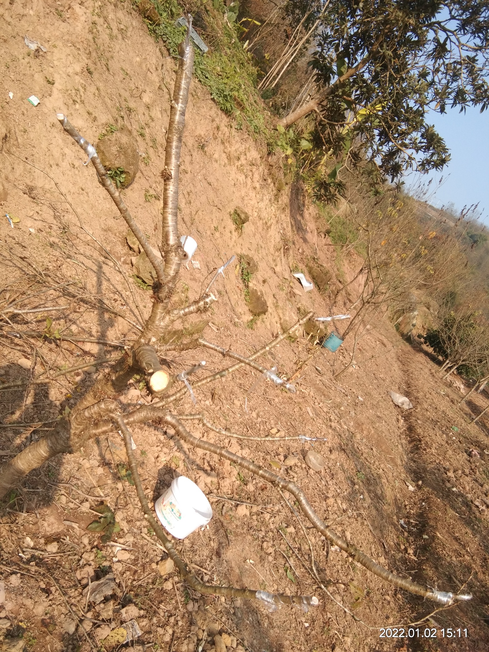 Pacific Red Cherry Patent Information - General Fruit Growing - Growing ...