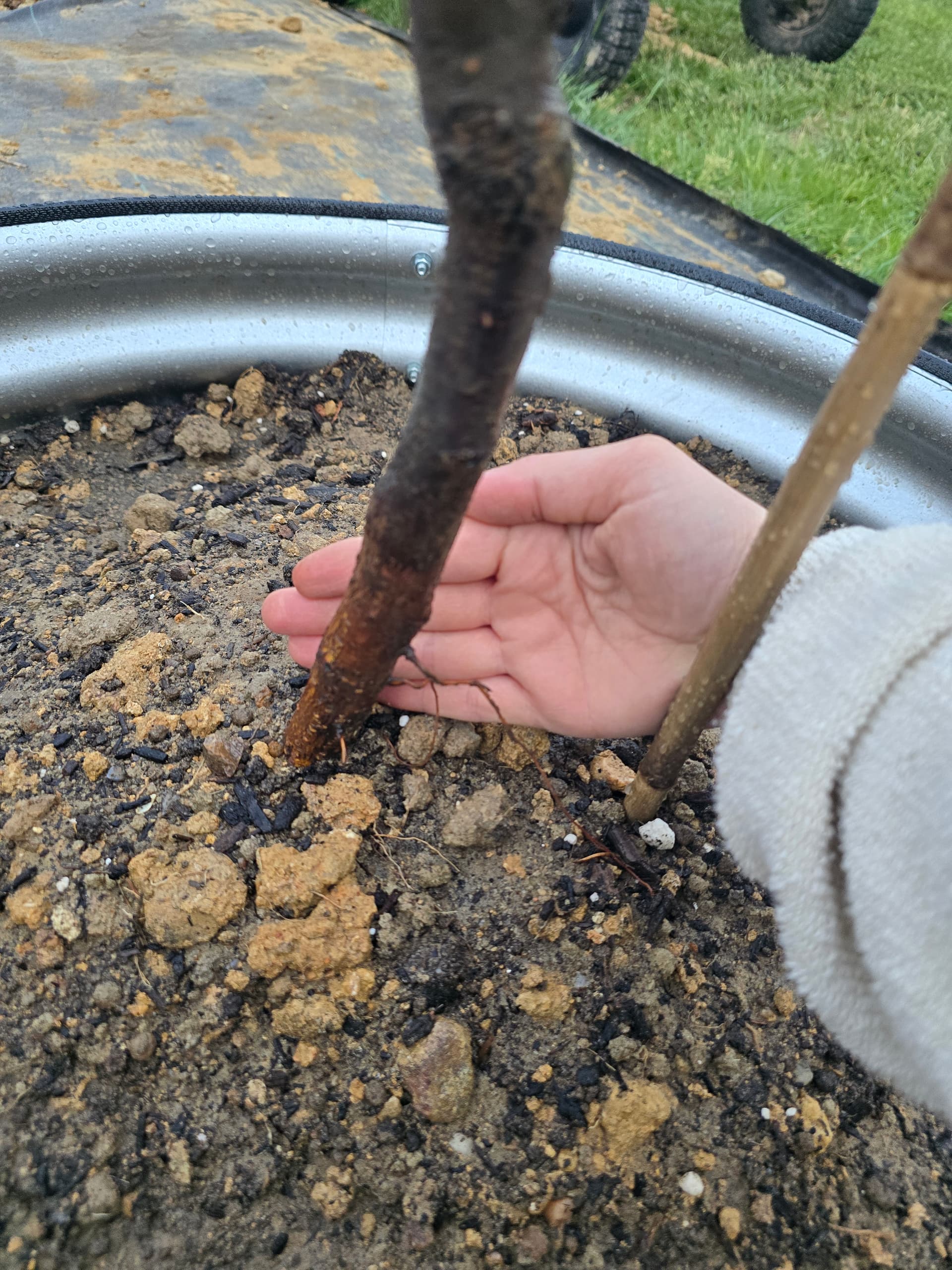 My root flare is elusive, help! - General Fruit Growing - Growing Fruit