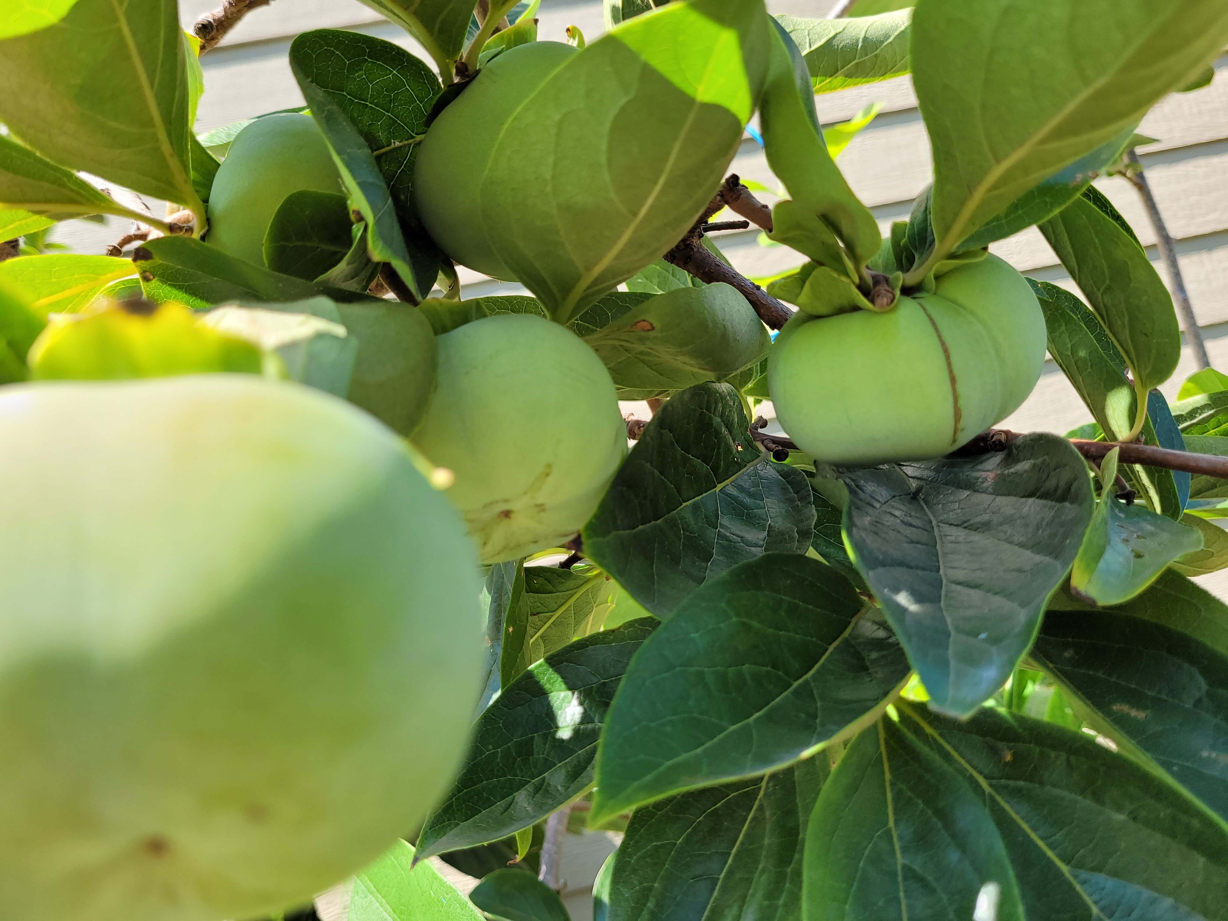 Breakfast of champion - General Fruit Growing - Growing Fruit