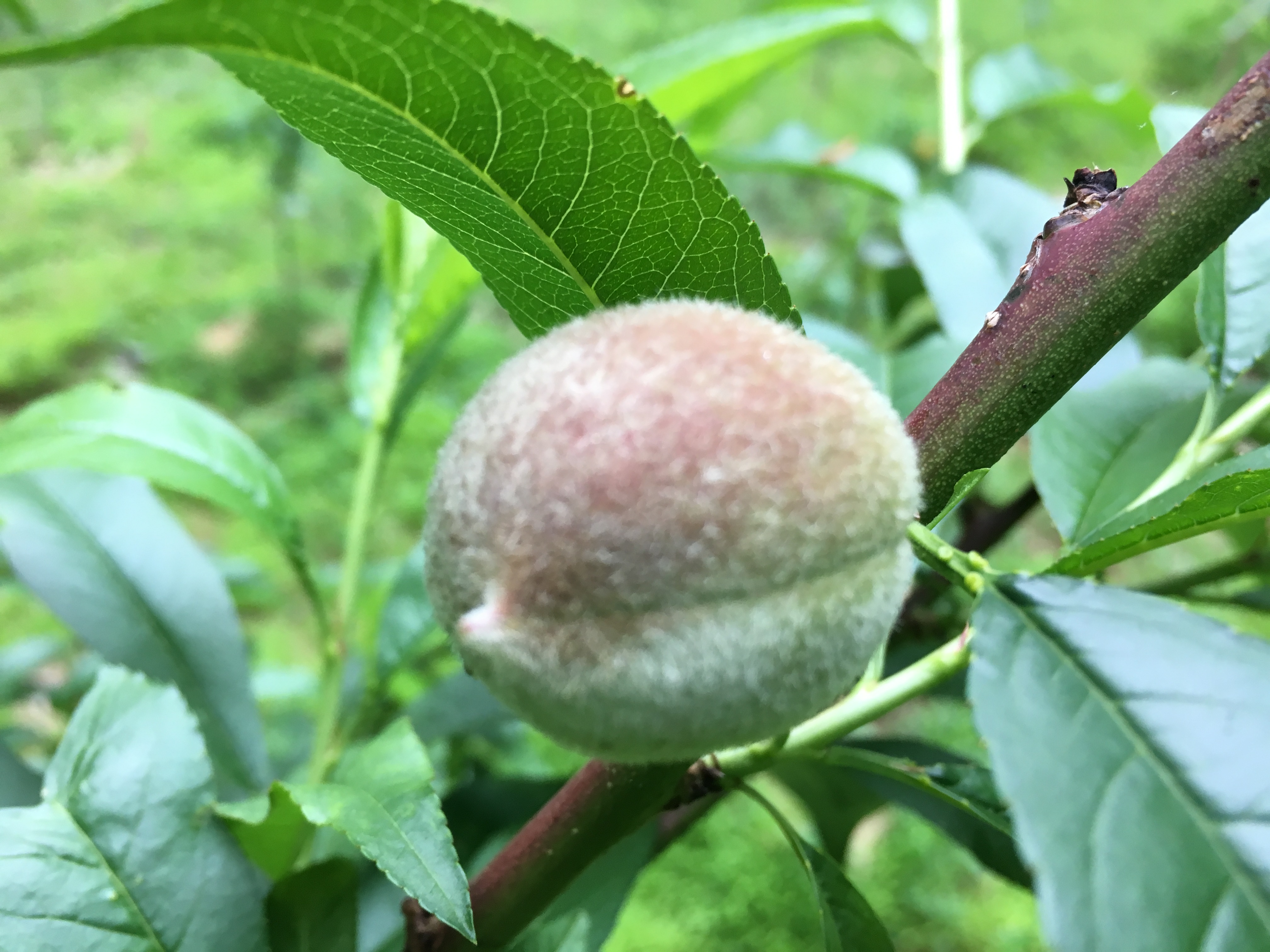 What is going on today 2017? - General Fruit Growing - Growing Fruit