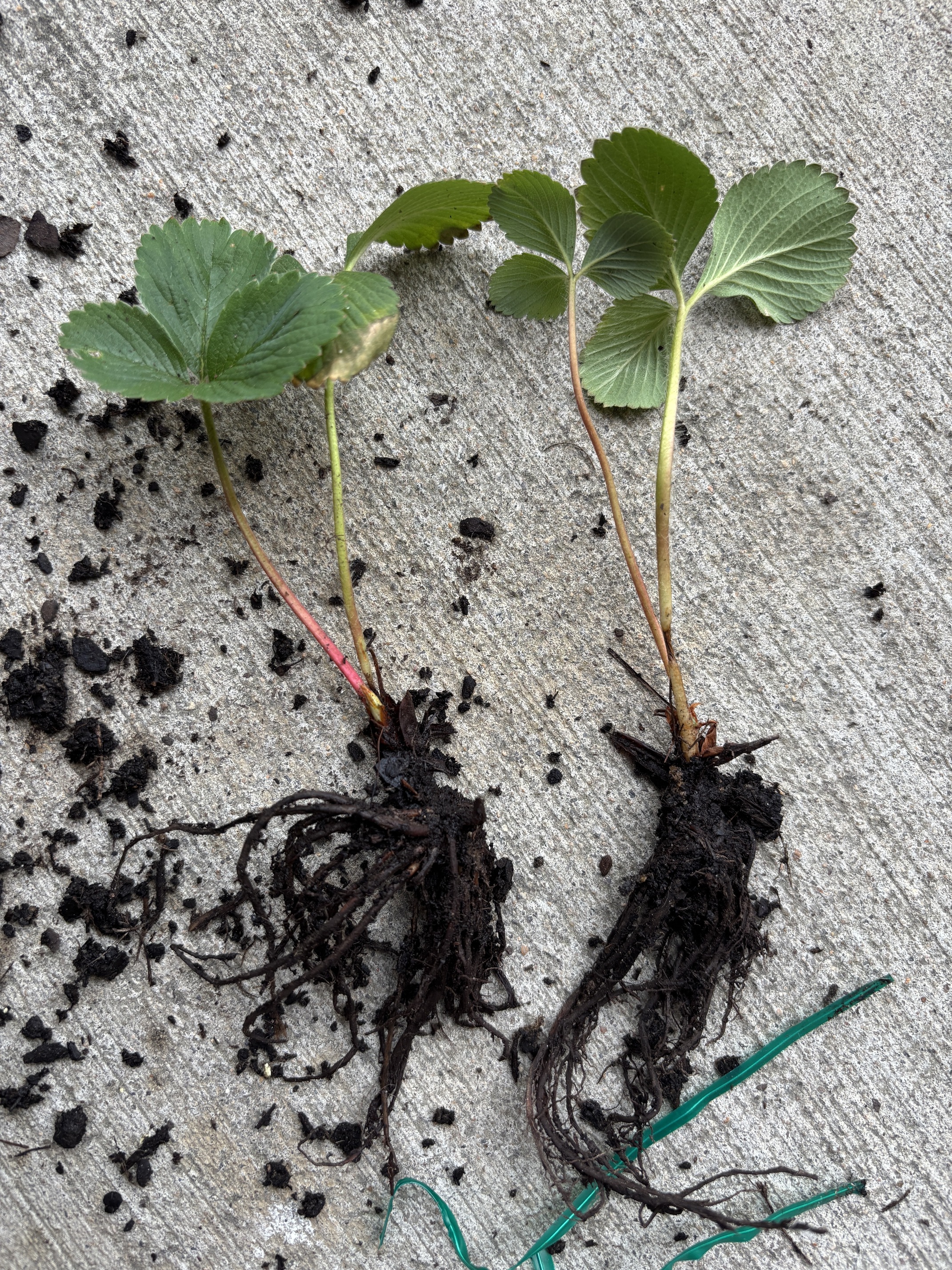 Help! Do my strawberries have root rot? - General Fruit Growing ...