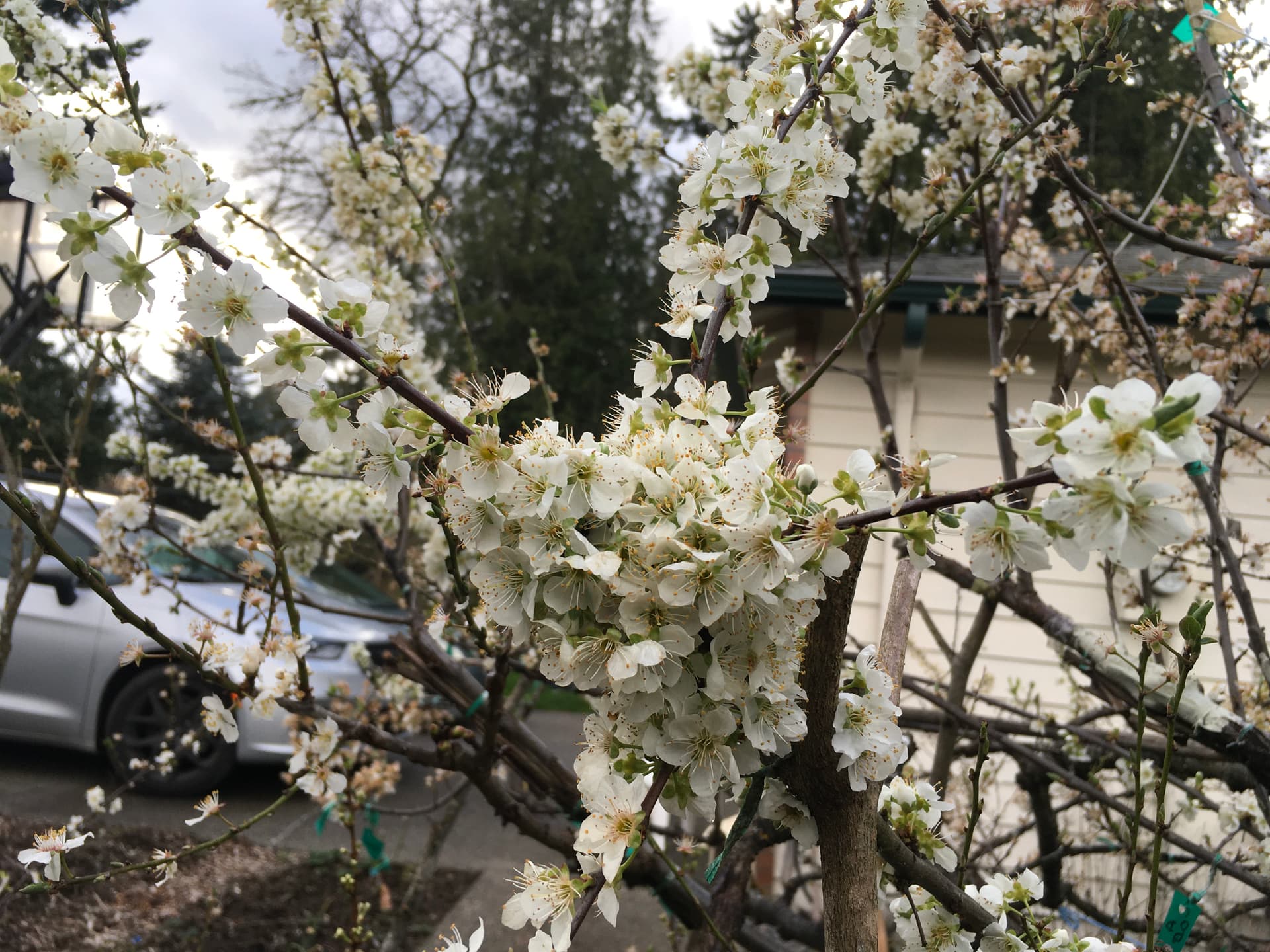Early bud break - Page 2 - General Fruit Growing - Growing Fruit