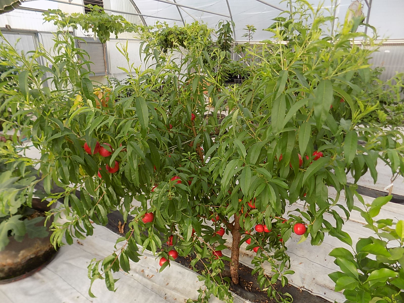 Neglected peach tree in Nairn, Scotland - General Fruit Growing ...