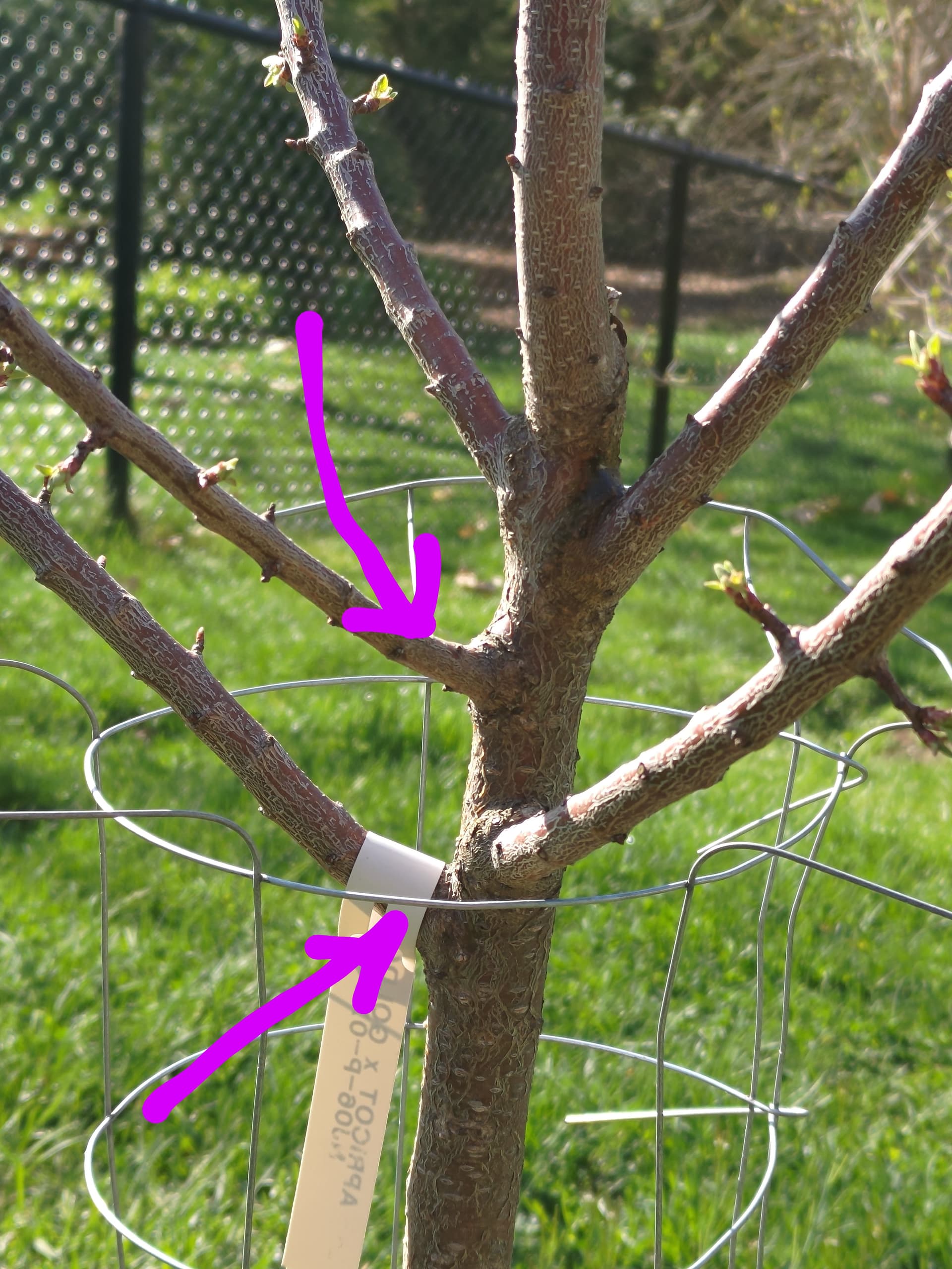 Pruning apricots - General Fruit Growing - Growing Fruit