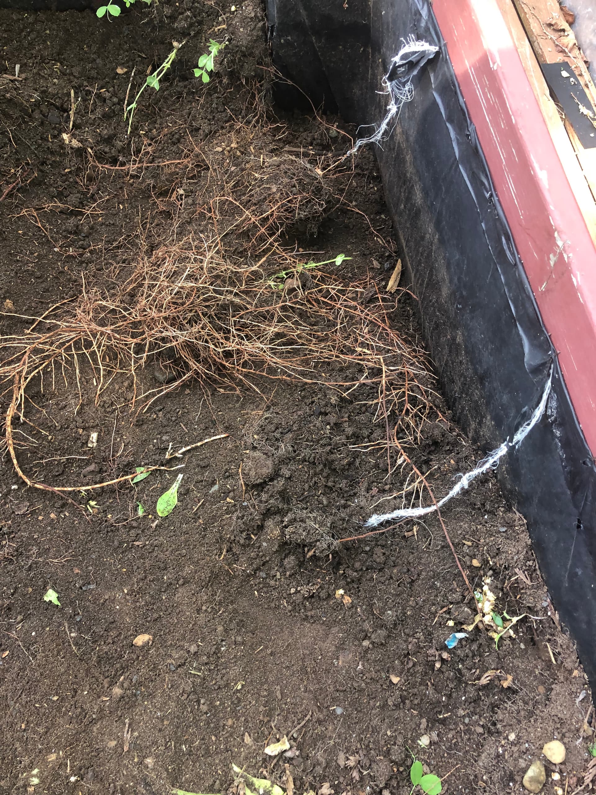 Fight cedar roots with cedar! - General Gardening - Growing Fruit