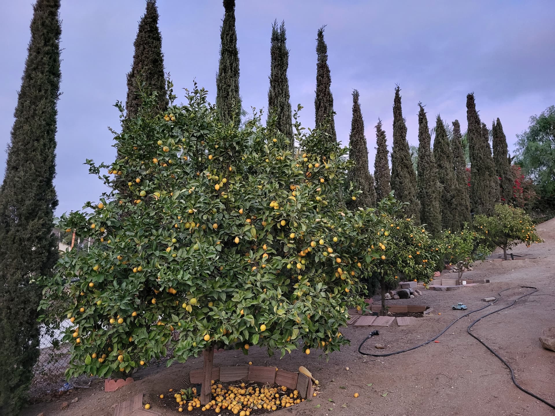 Lemon rinds splitting - General Fruit Growing - Growing Fruit