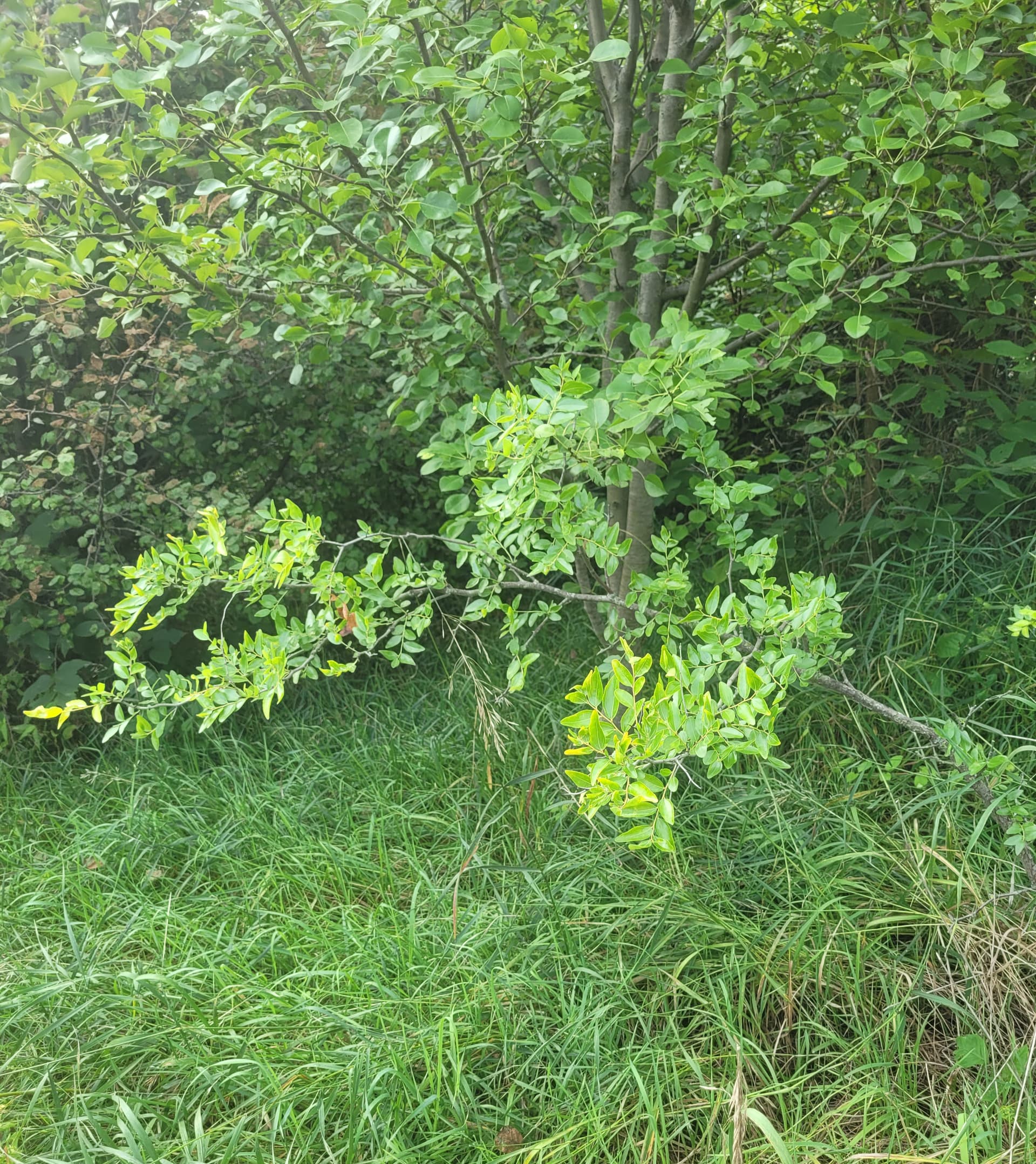 Jujube in Kansas! - General Fruit Growing - Growing Fruit