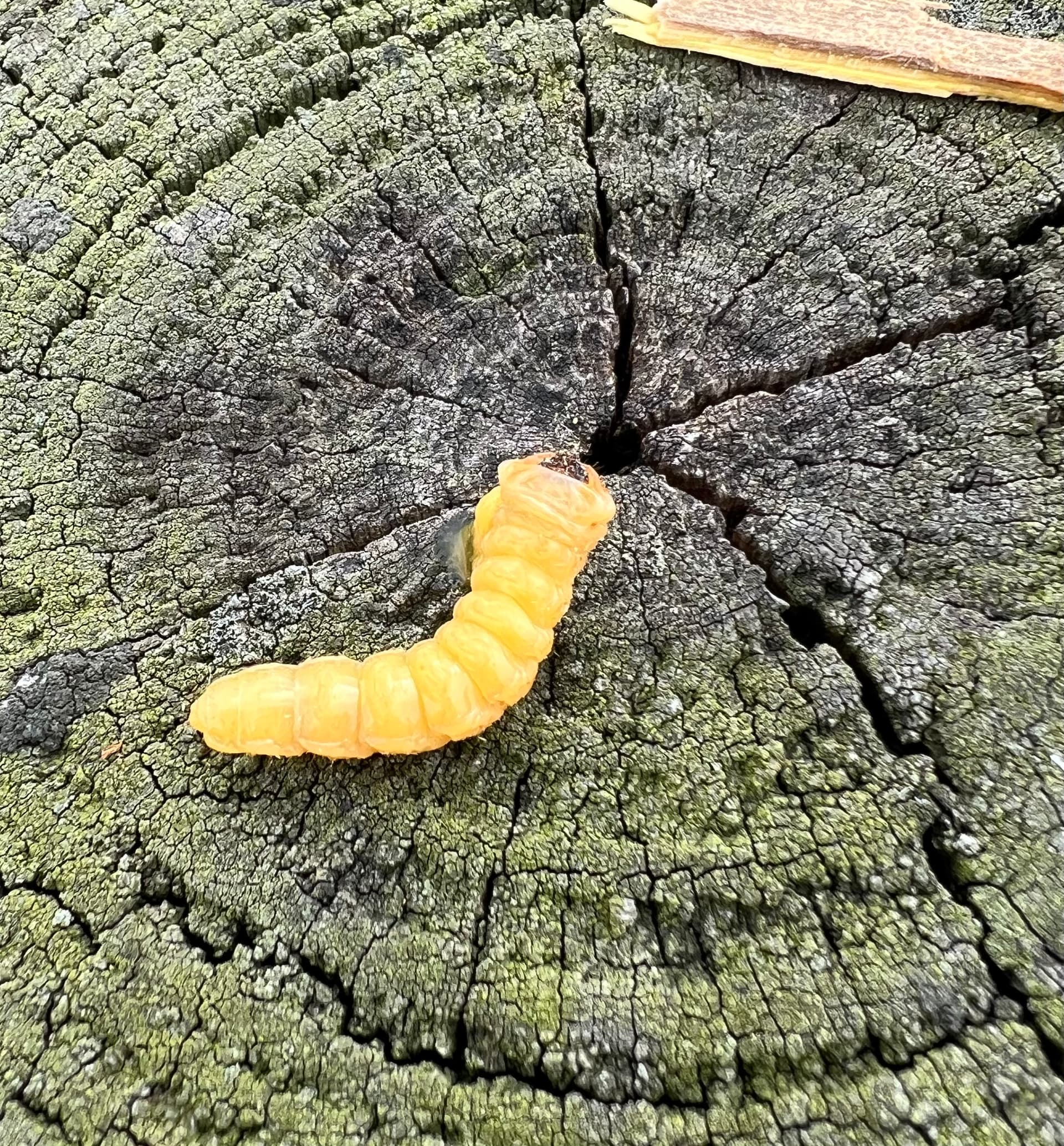 Apple Tree Borers - Autopsy - General Fruit Growing - Growing Fruit