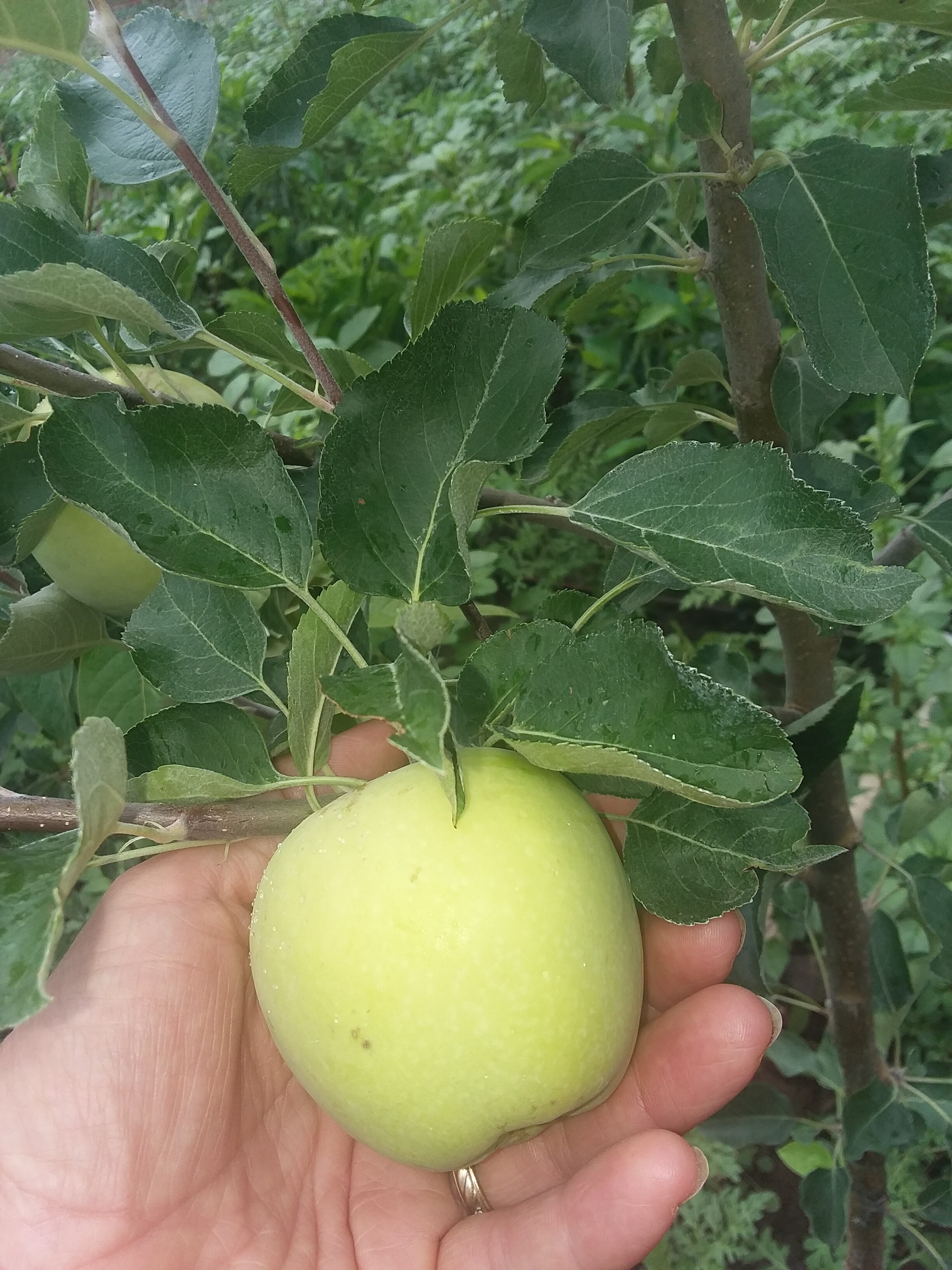 A few early apples - Pictures! - Growing Fruit