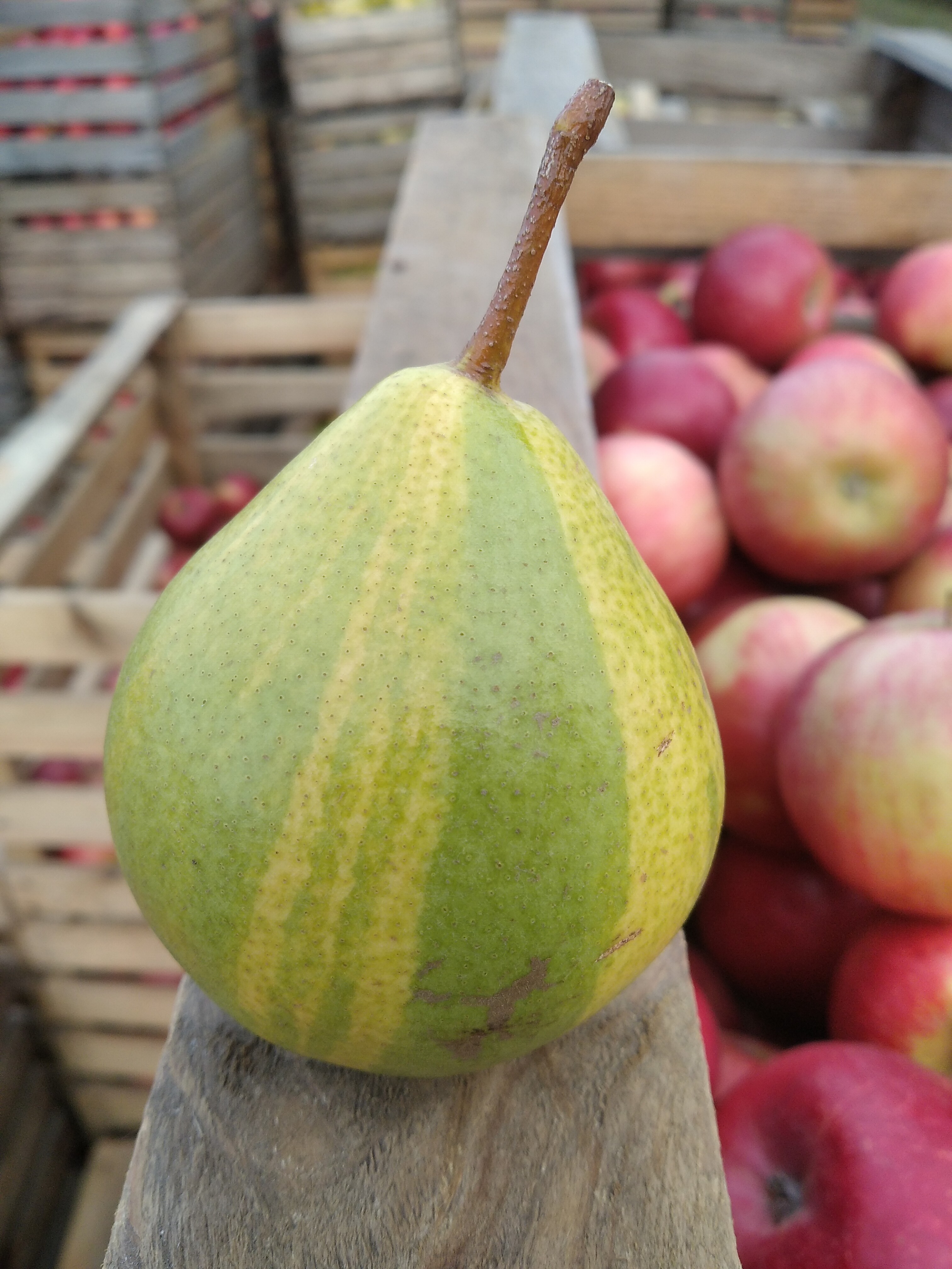 Humbug Pear - General Fruit Growing - Growing Fruit