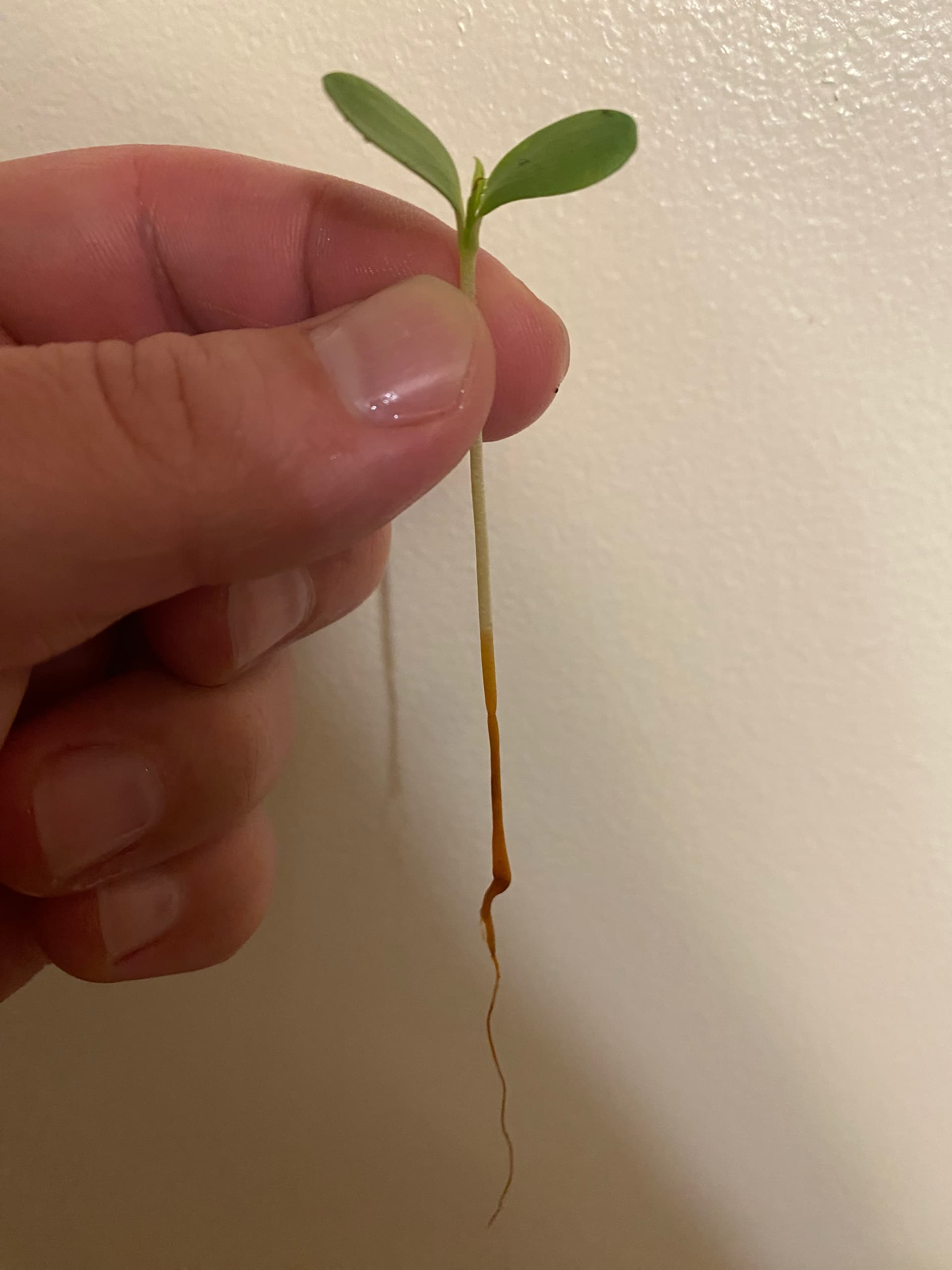Apple seedling die back - General Fruit Growing - Growing Fruit
