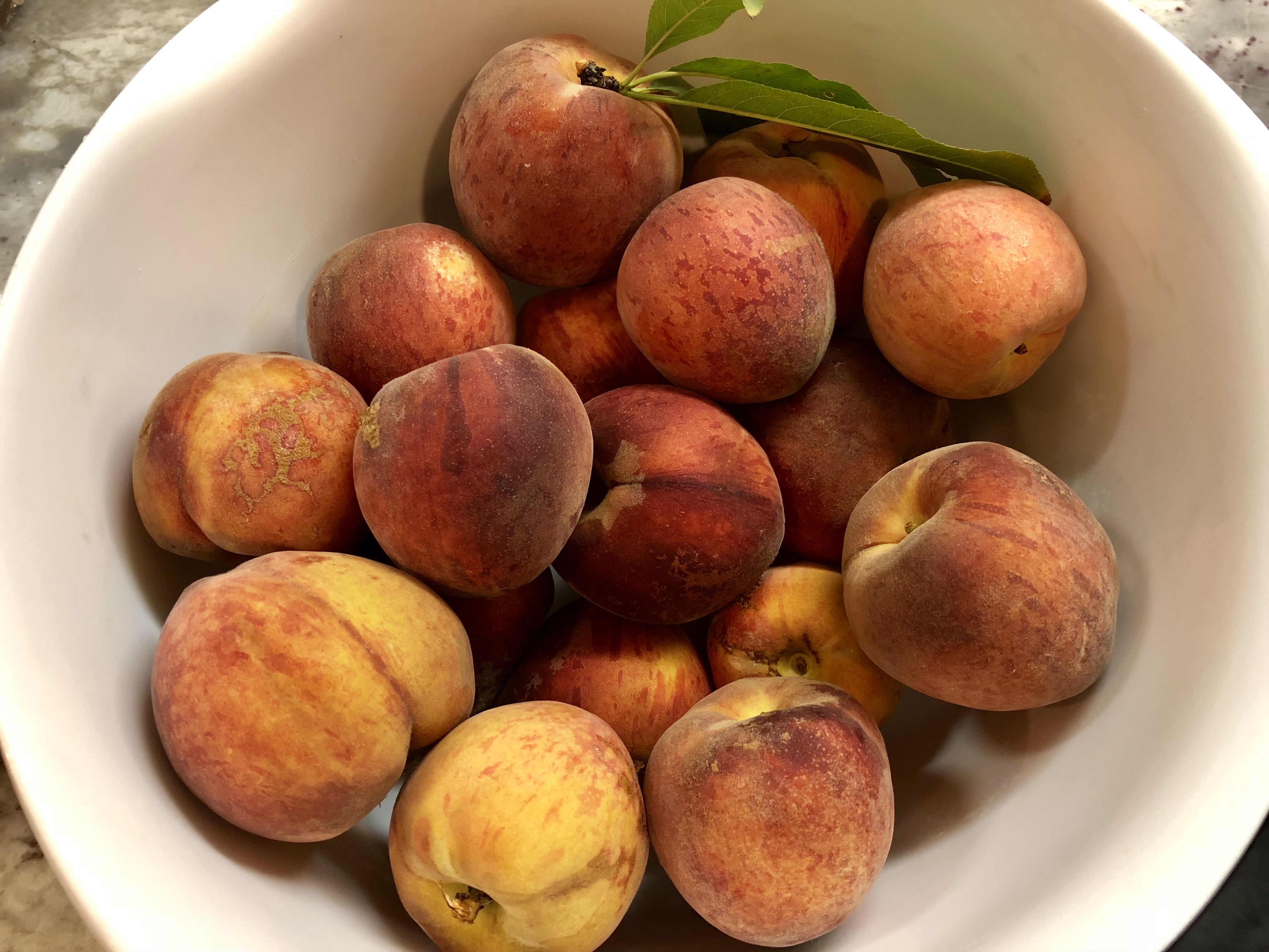 First fruit of the season...my early peaches - Pictures! - Growing Fruit
