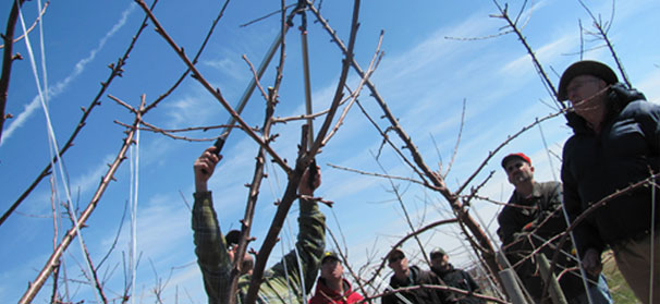 UFO Cherry Training System in China - Page 3 - General Fruit Growing ...