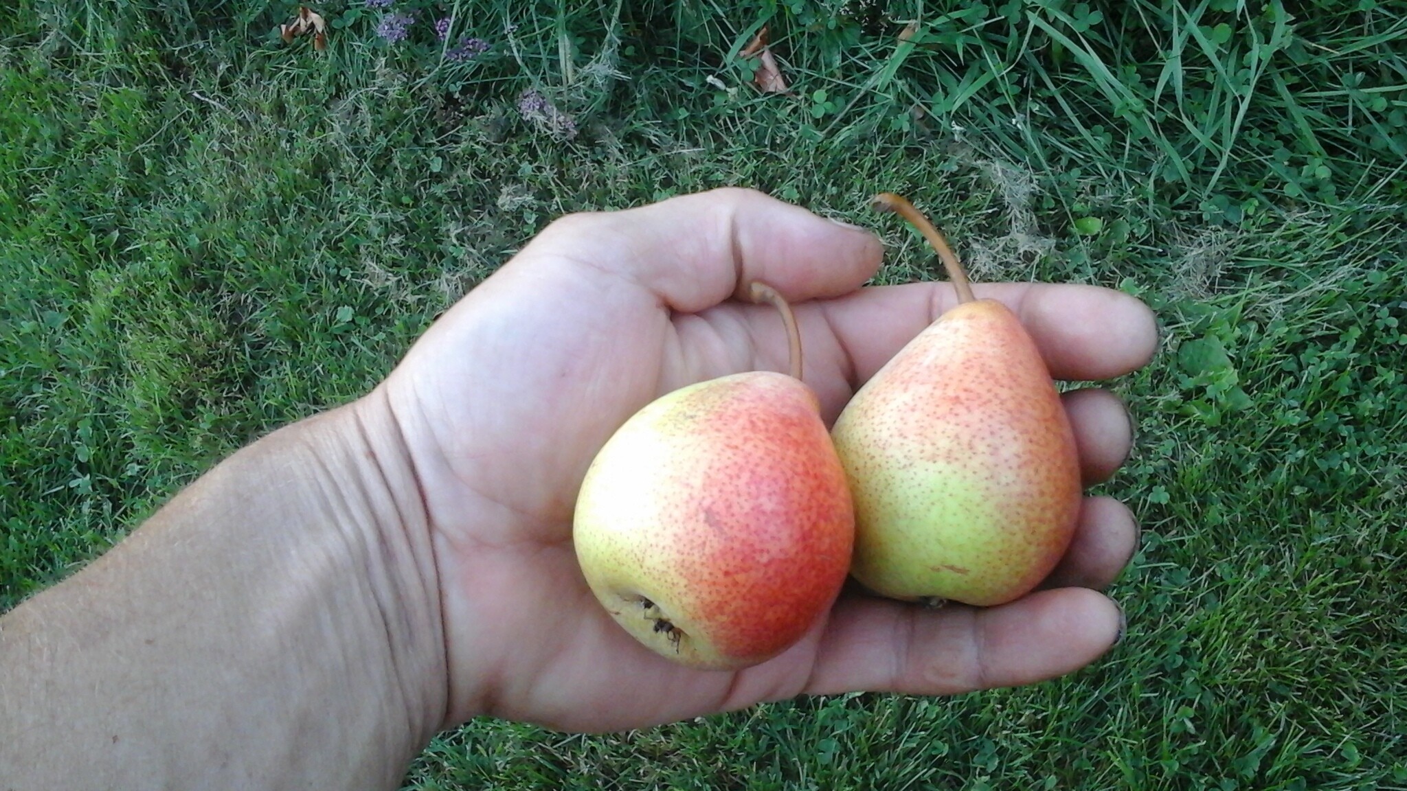 Beurre Giffard Pear - General Fruit Growing - Growing Fruit