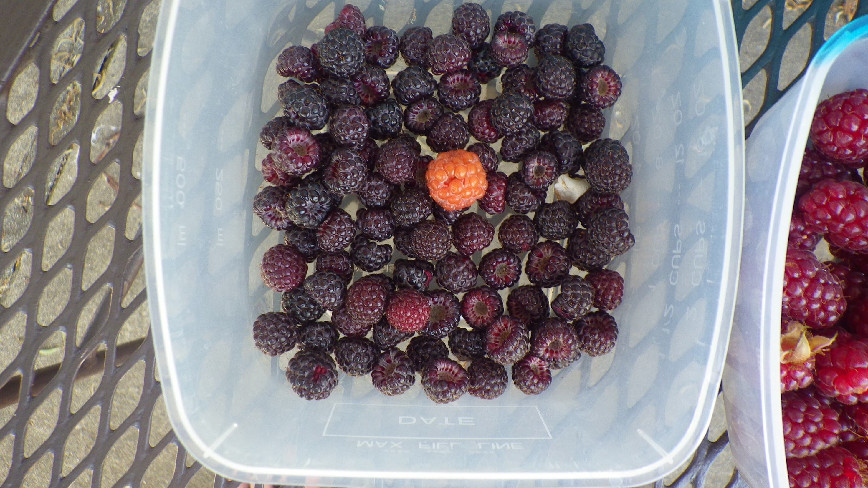 Ohio Treasure blackraspberry - General Fruit Growing - Growing Fruit