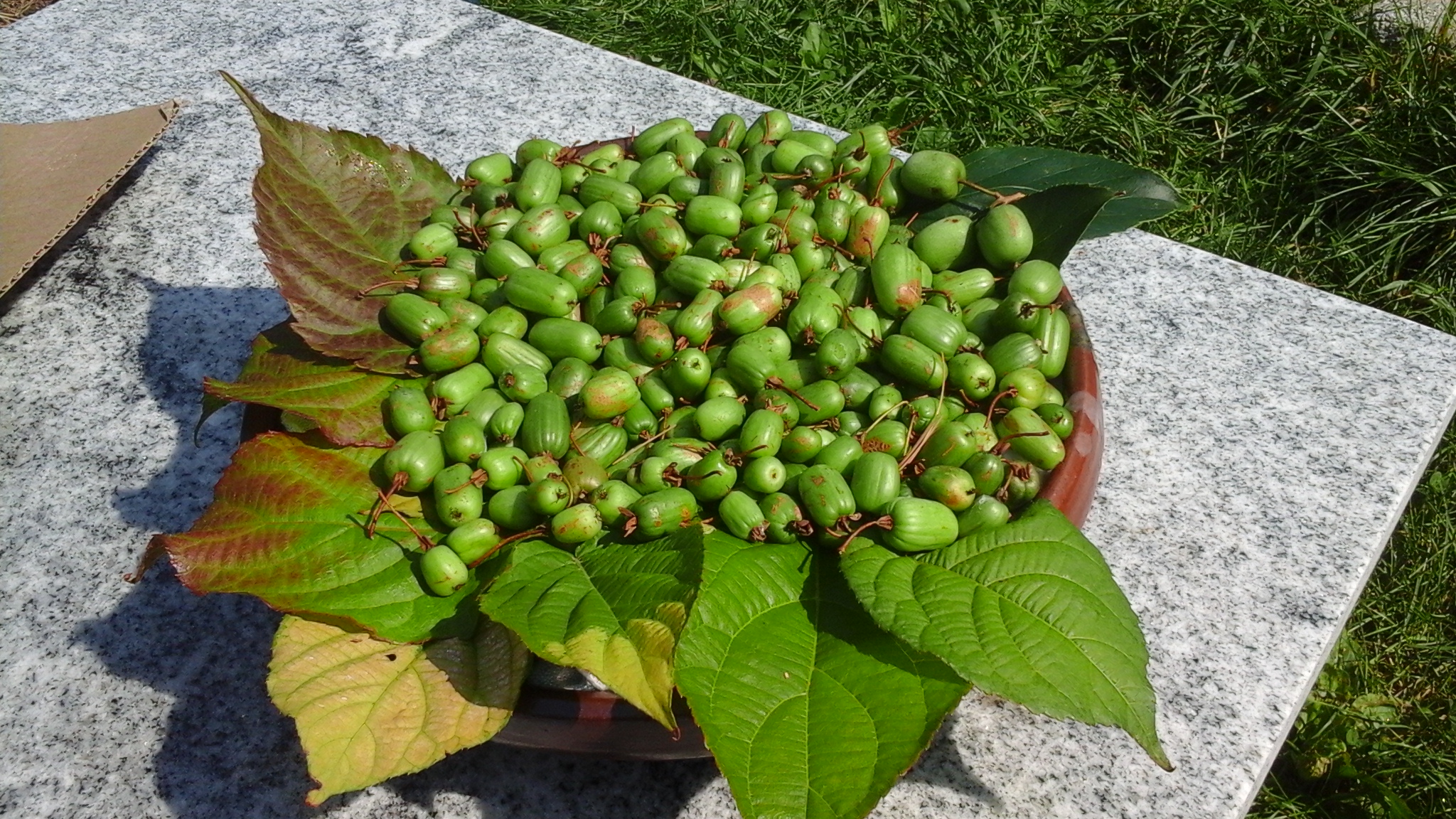 Anybody growing arctic kiwi (Actinidia kolomikta)? advice and ...