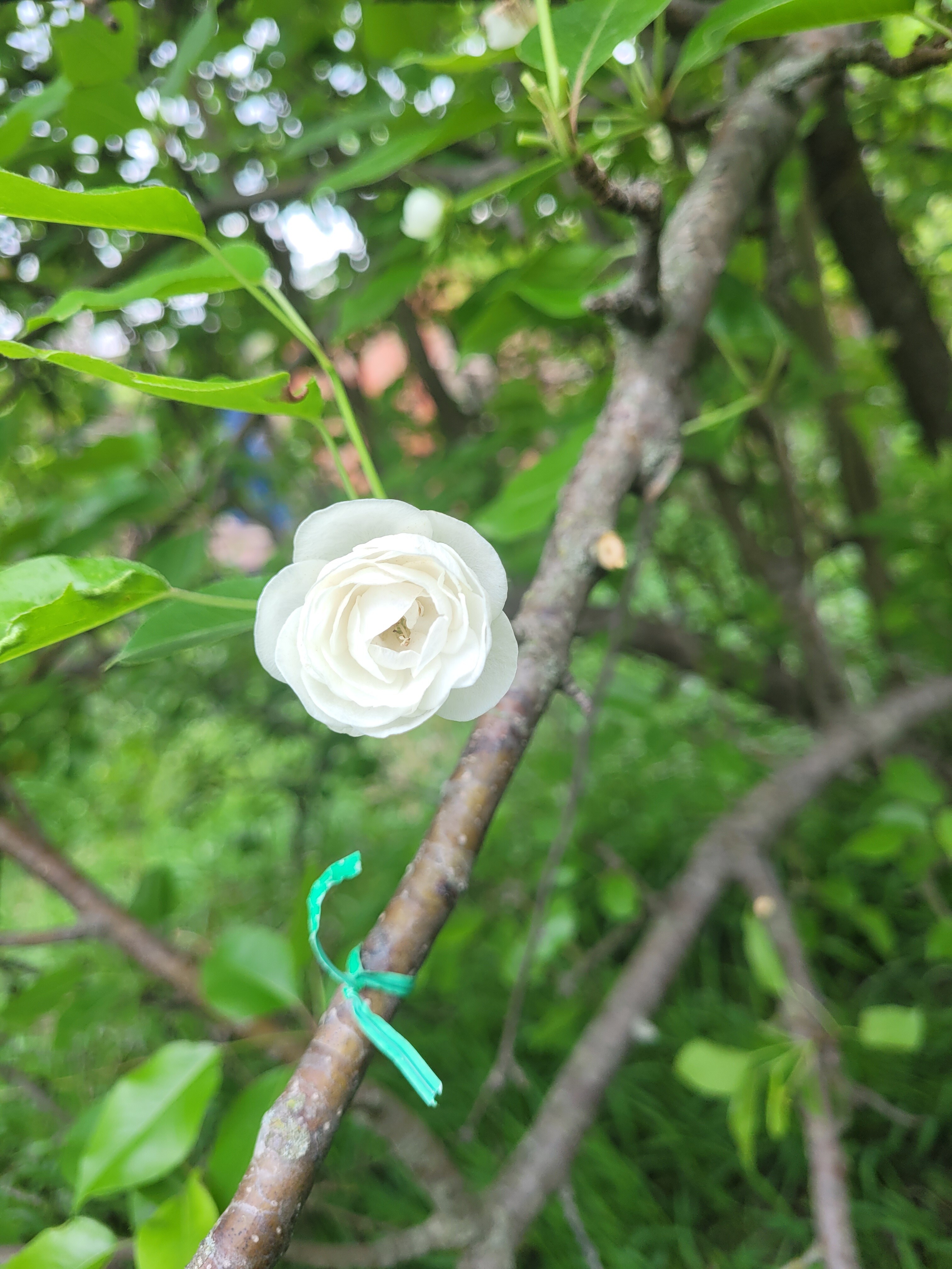 A truly beautiful pear bloom you must see. Call it rosebud? - General ...