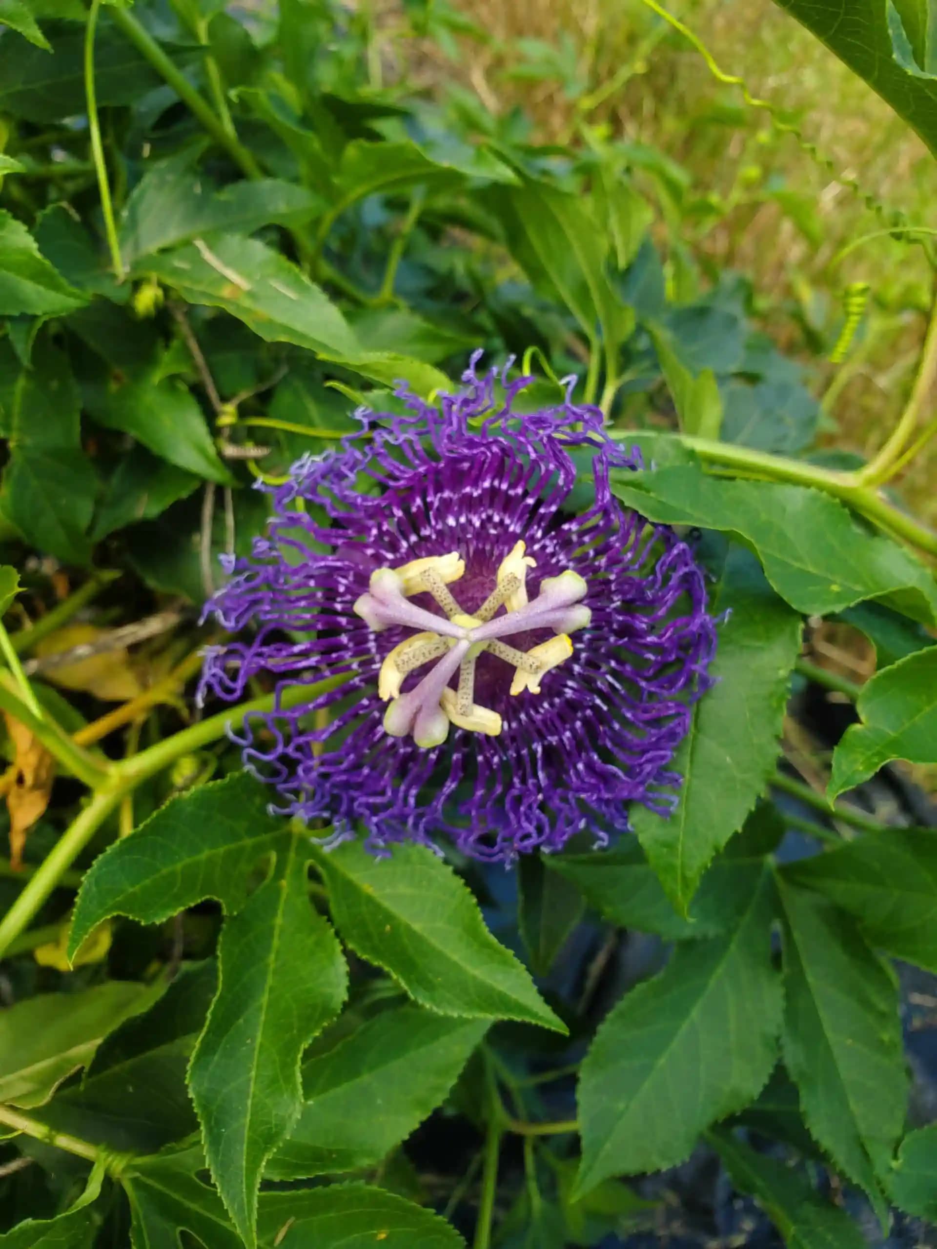 Hardy Edible Passiflora Hybrids Pedigrees - Reference - Growing Fruit