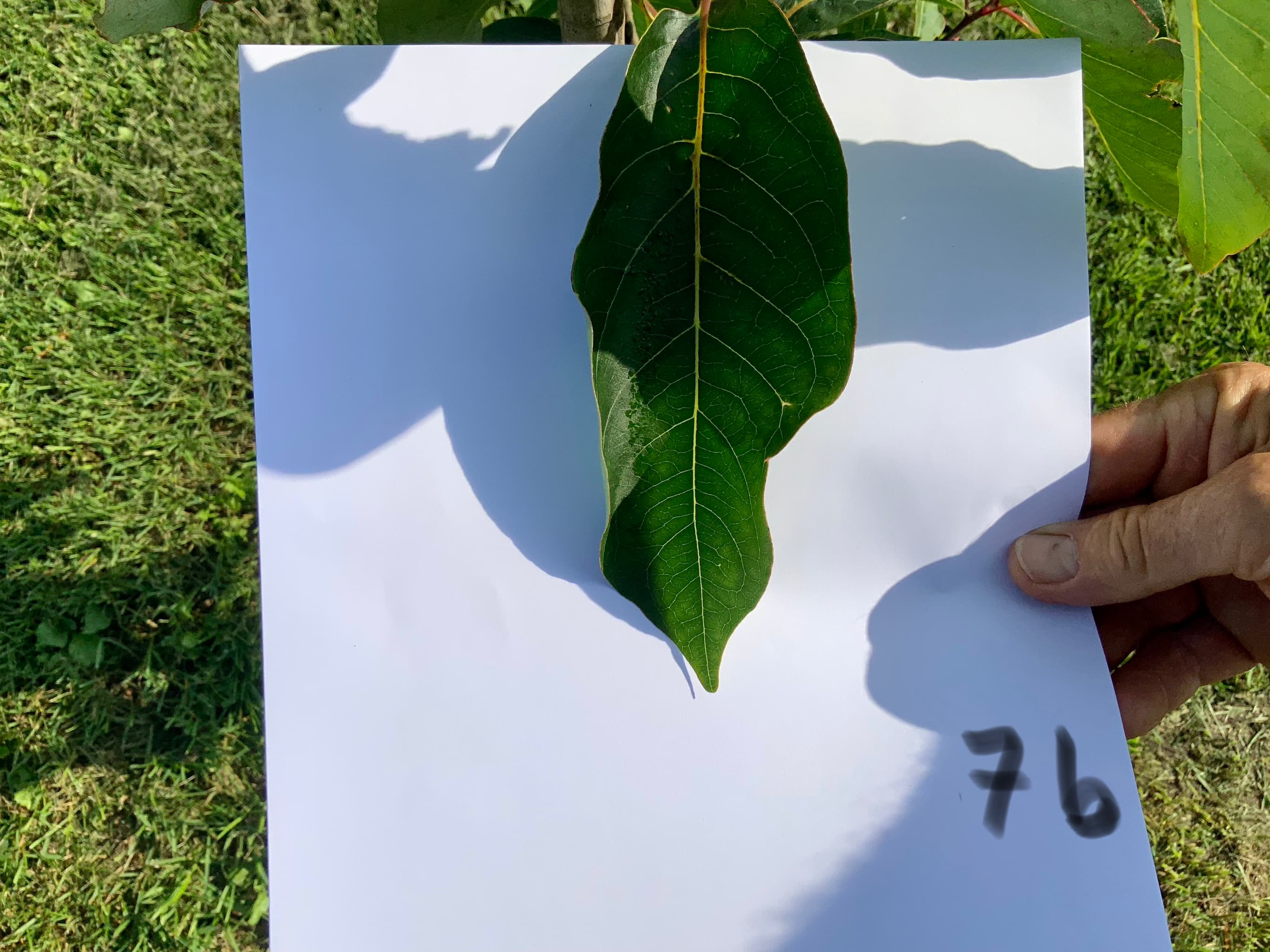 Need help identifying those persimmon leaves? - General Fruit Growing ...