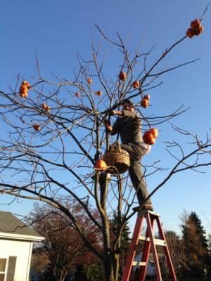 Sheng Persimmon, ripening time and cold hardiness - General Fruit ...